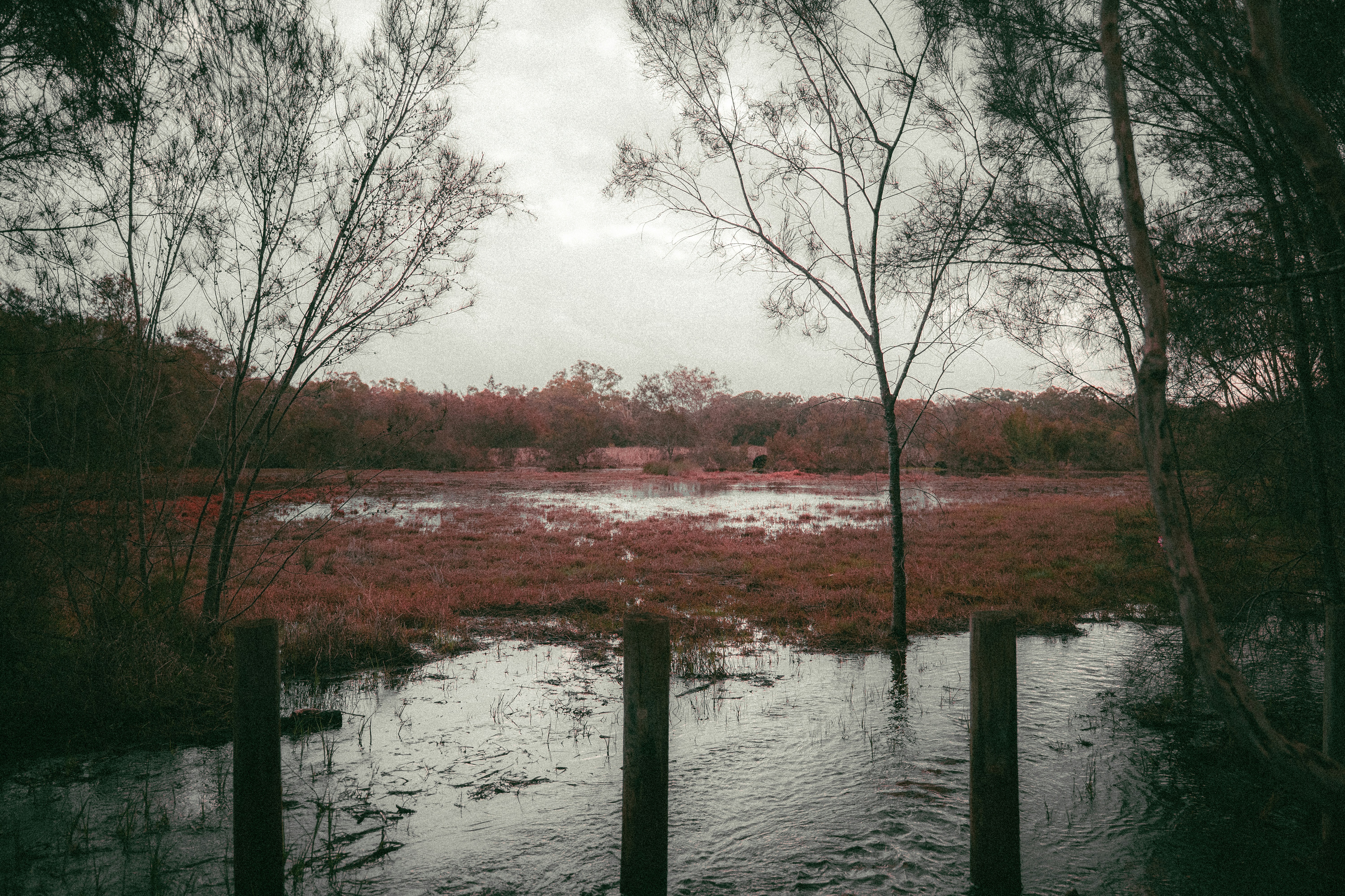 A flooded wetland scene is shown in this image.