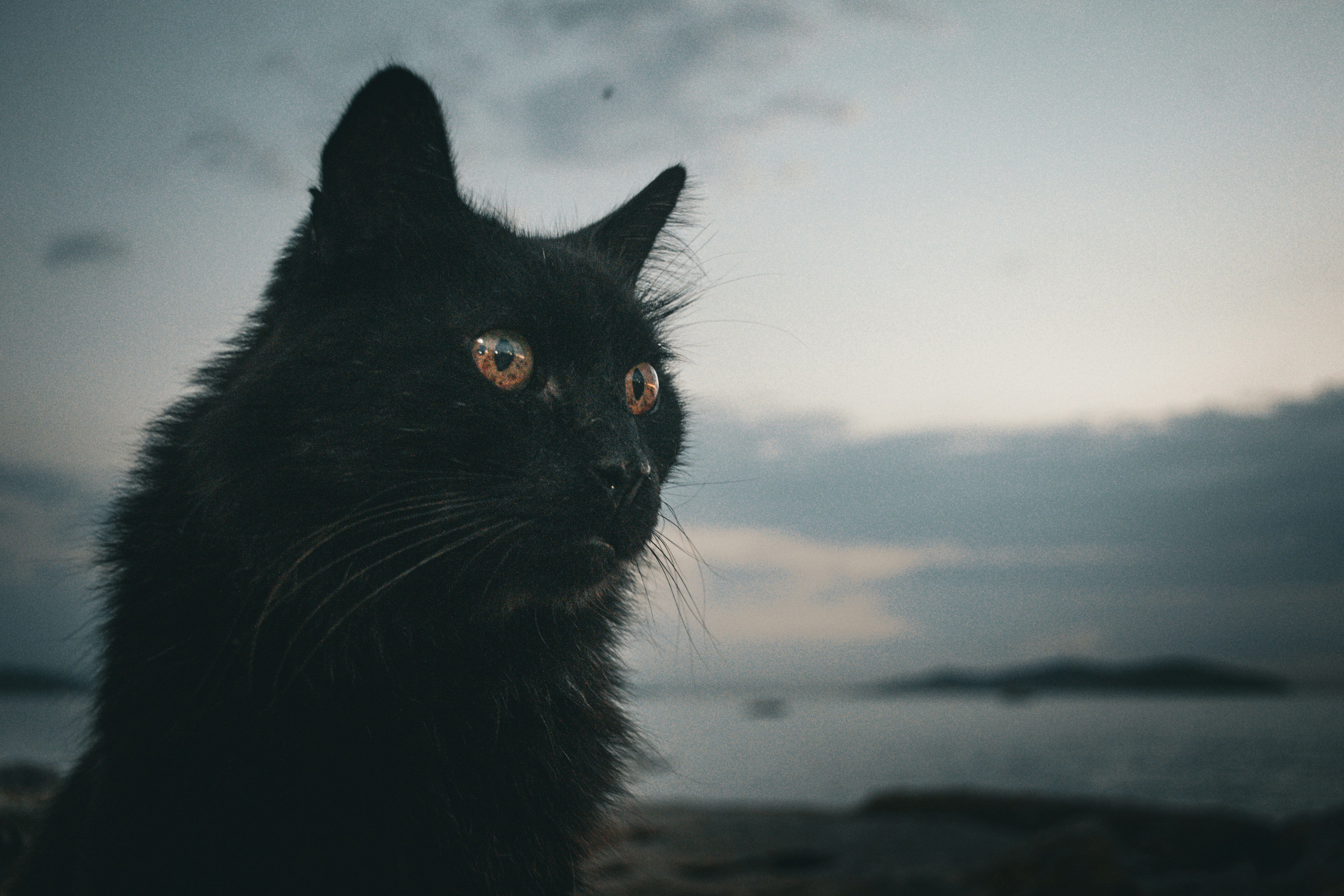 A striking close-up of a black cat gazing into the distance by the sea during twilight. The evening light softly illuminates its fur while the blurred horizon and moody sky in the background create a dramatic, cinematic atmosphere. | A black cat looks out at the horizon.