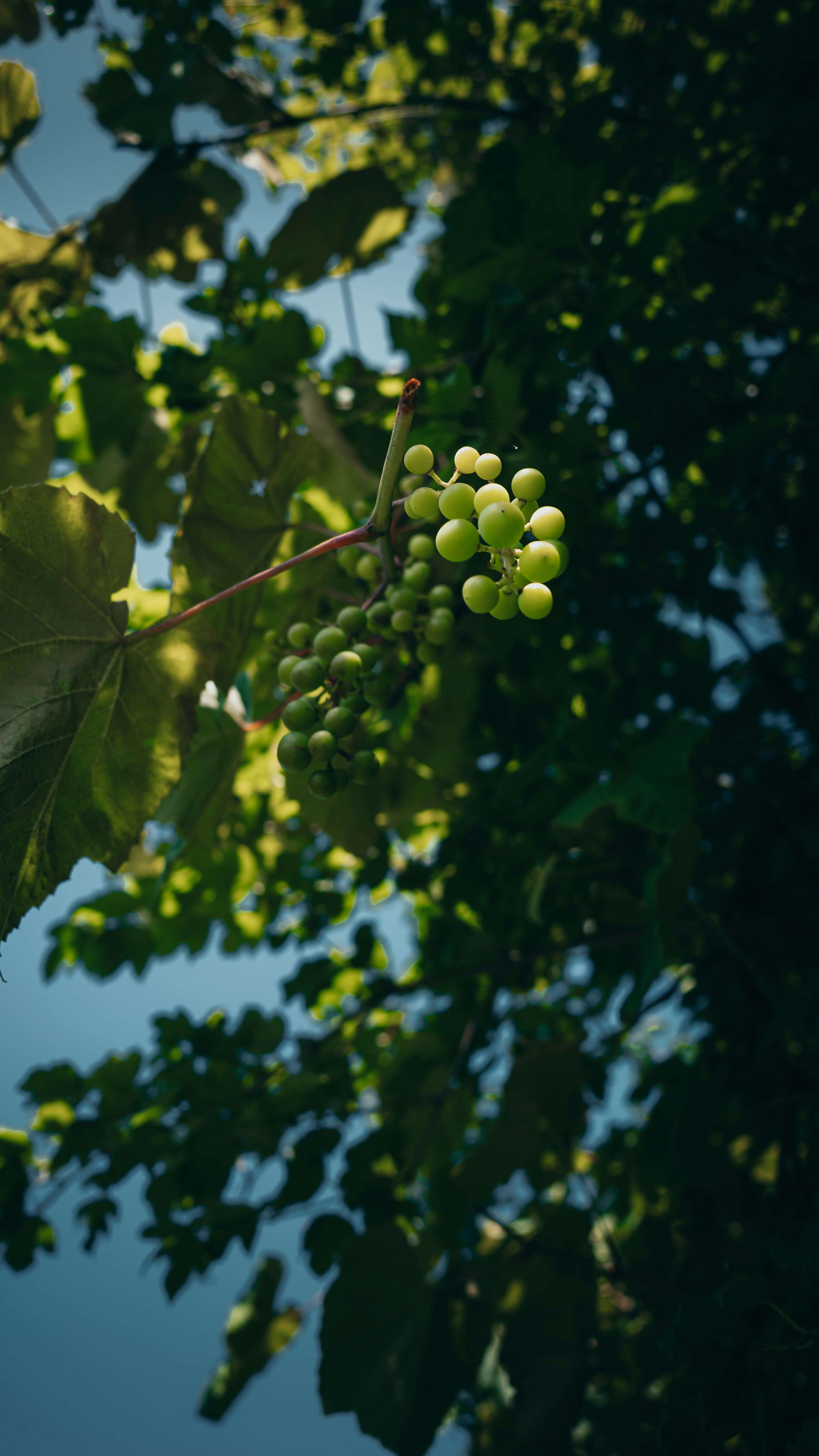 Clusters of green grapes nestled among vibrant leaves under a clear blue sky.