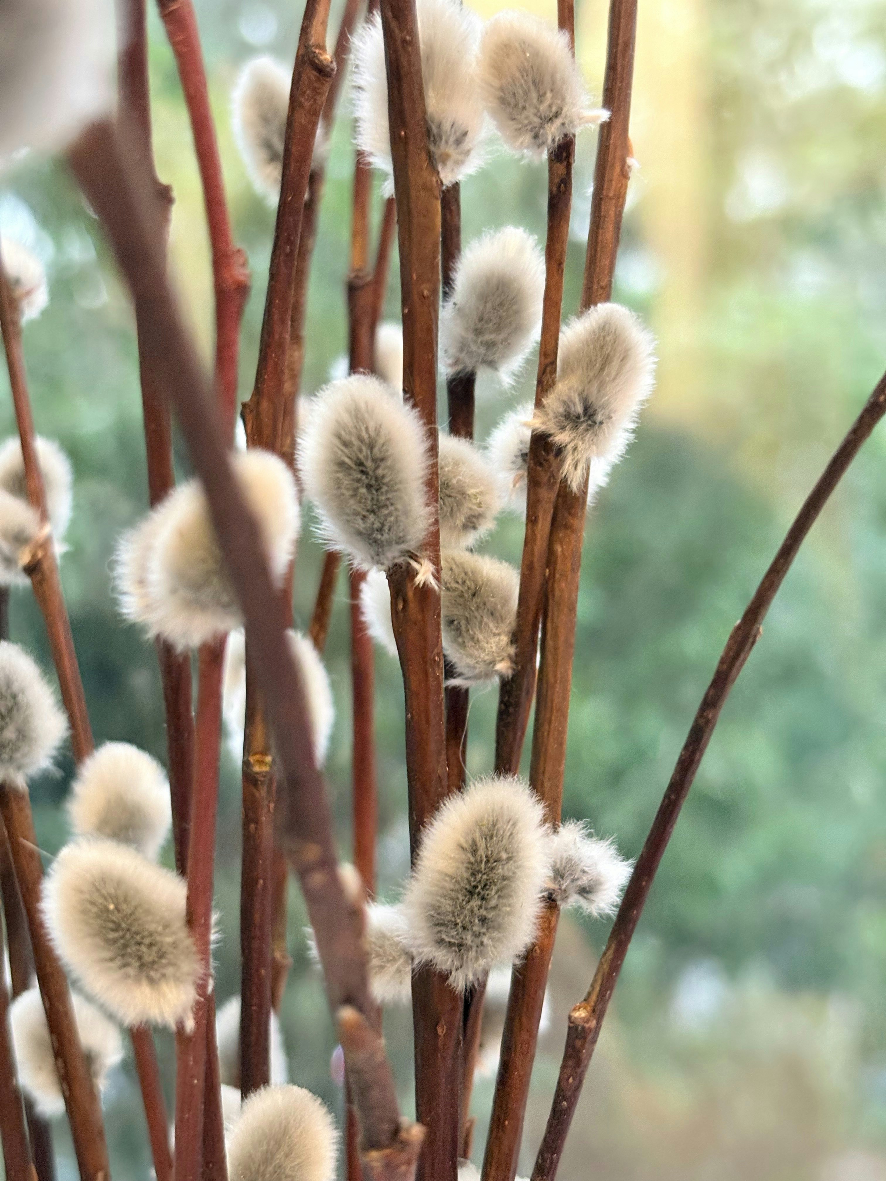 Whispers of Early Spring: Nature's Delicate Touch
