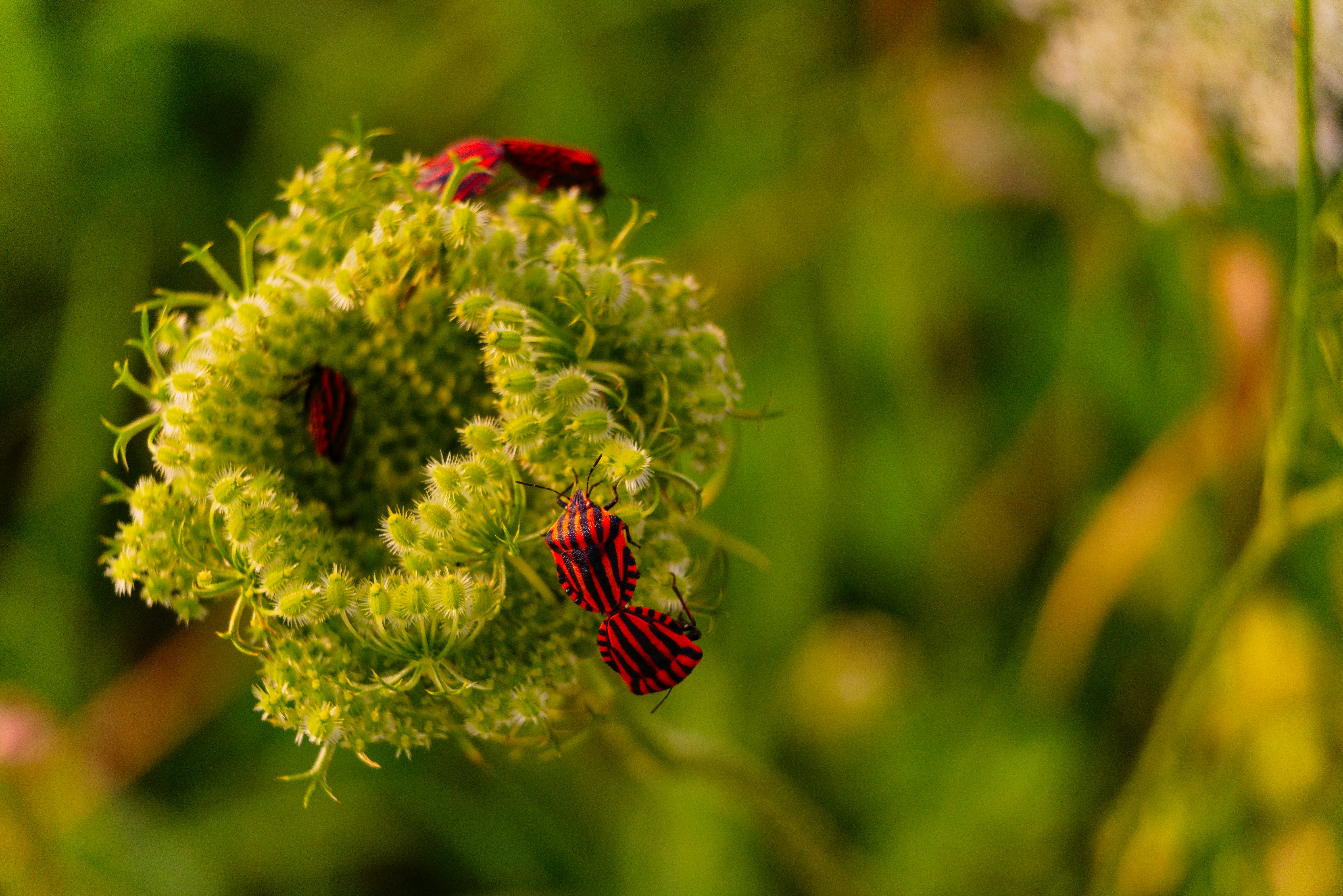 Bugs perch on a green flower.