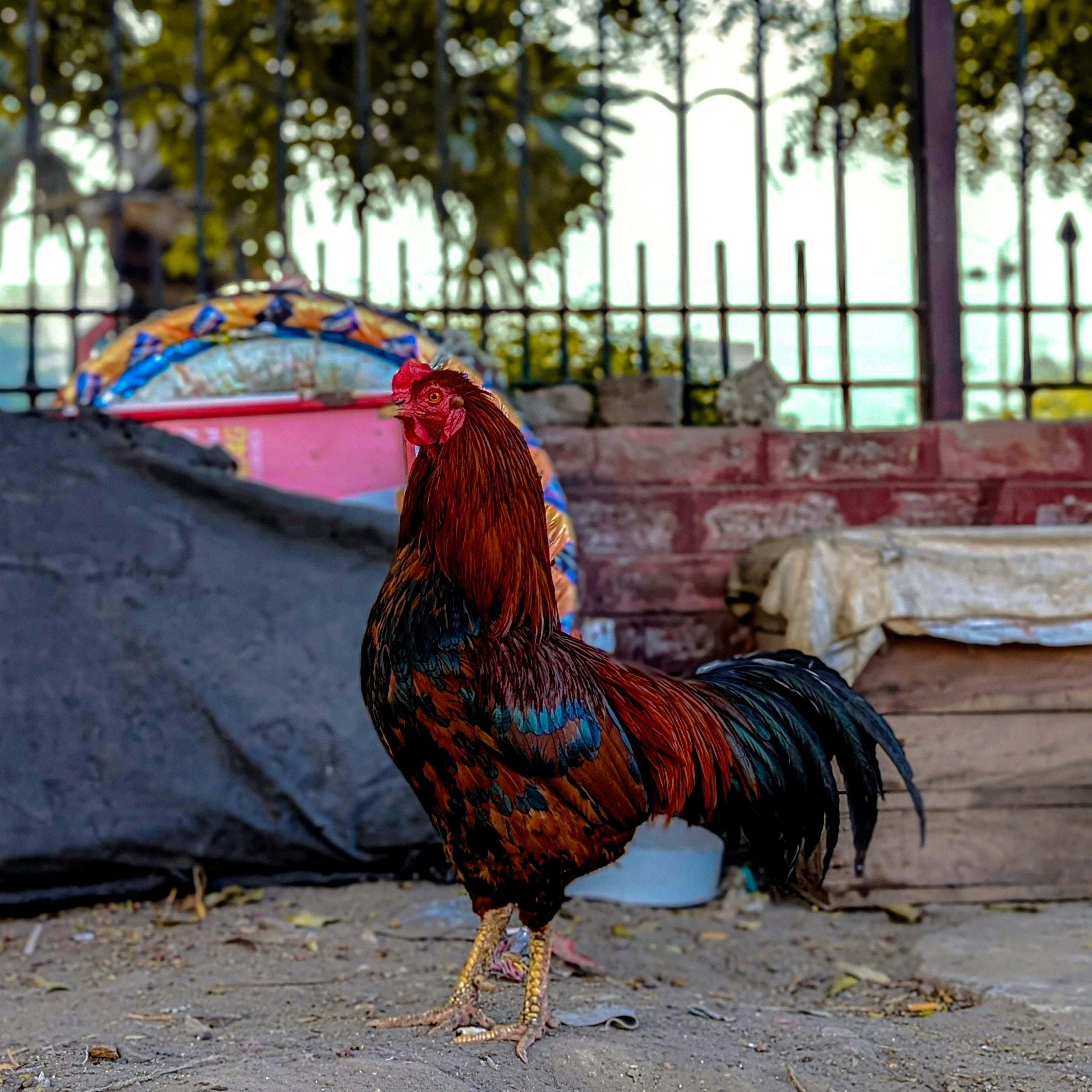 Regal Rooster in Urban Serenity