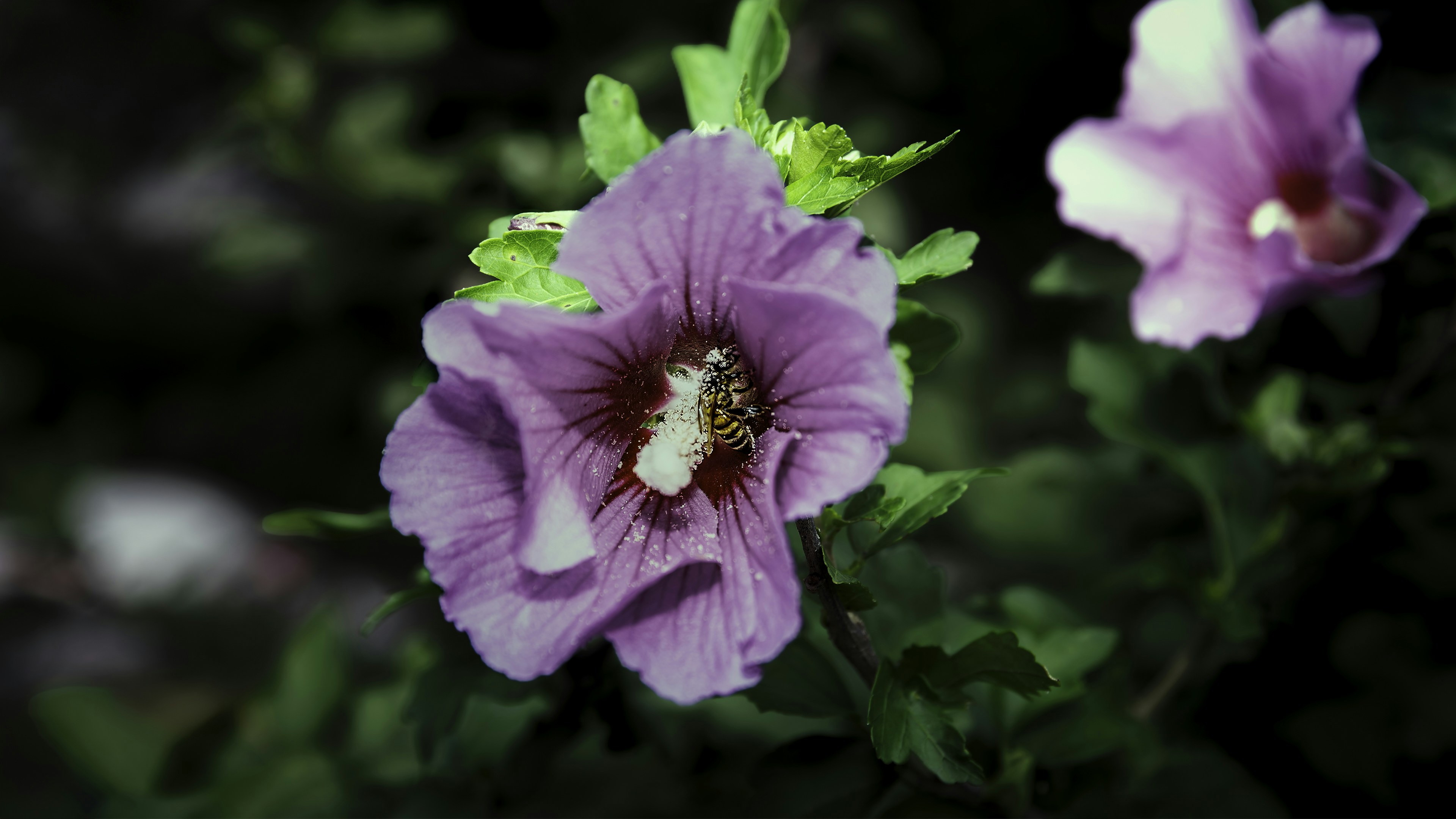 Whispers of Nature: The Delicate Bloom