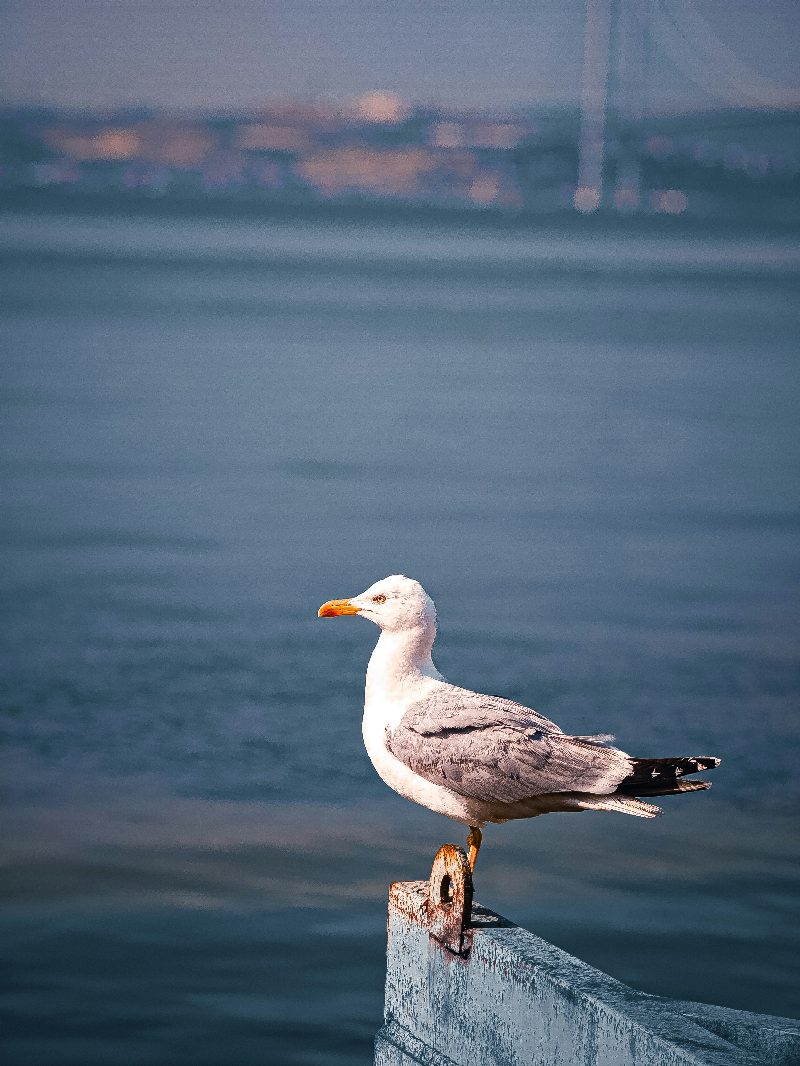 A seagull perches on a railing by the water.