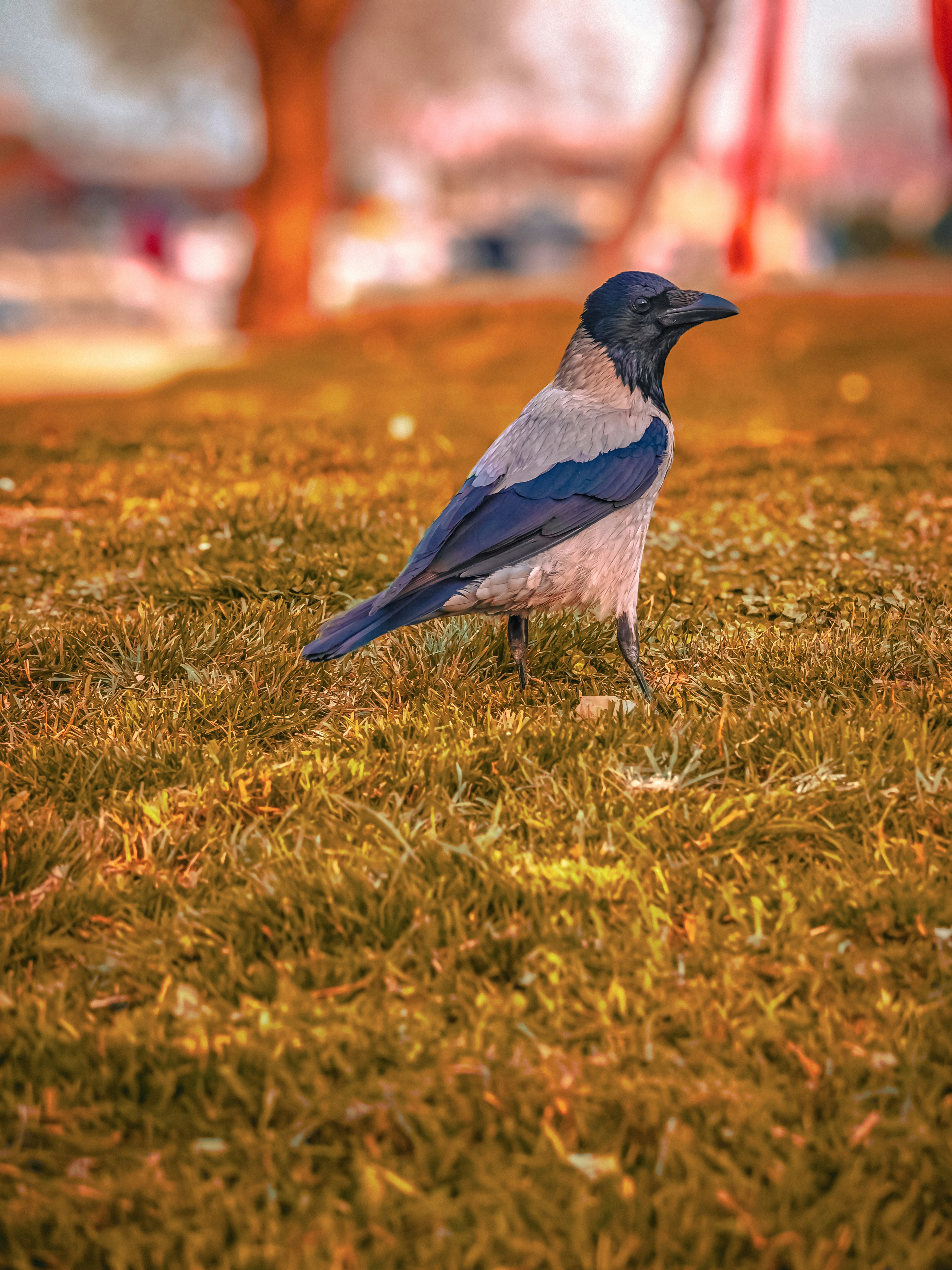 A crow stands on brown grass in a park.