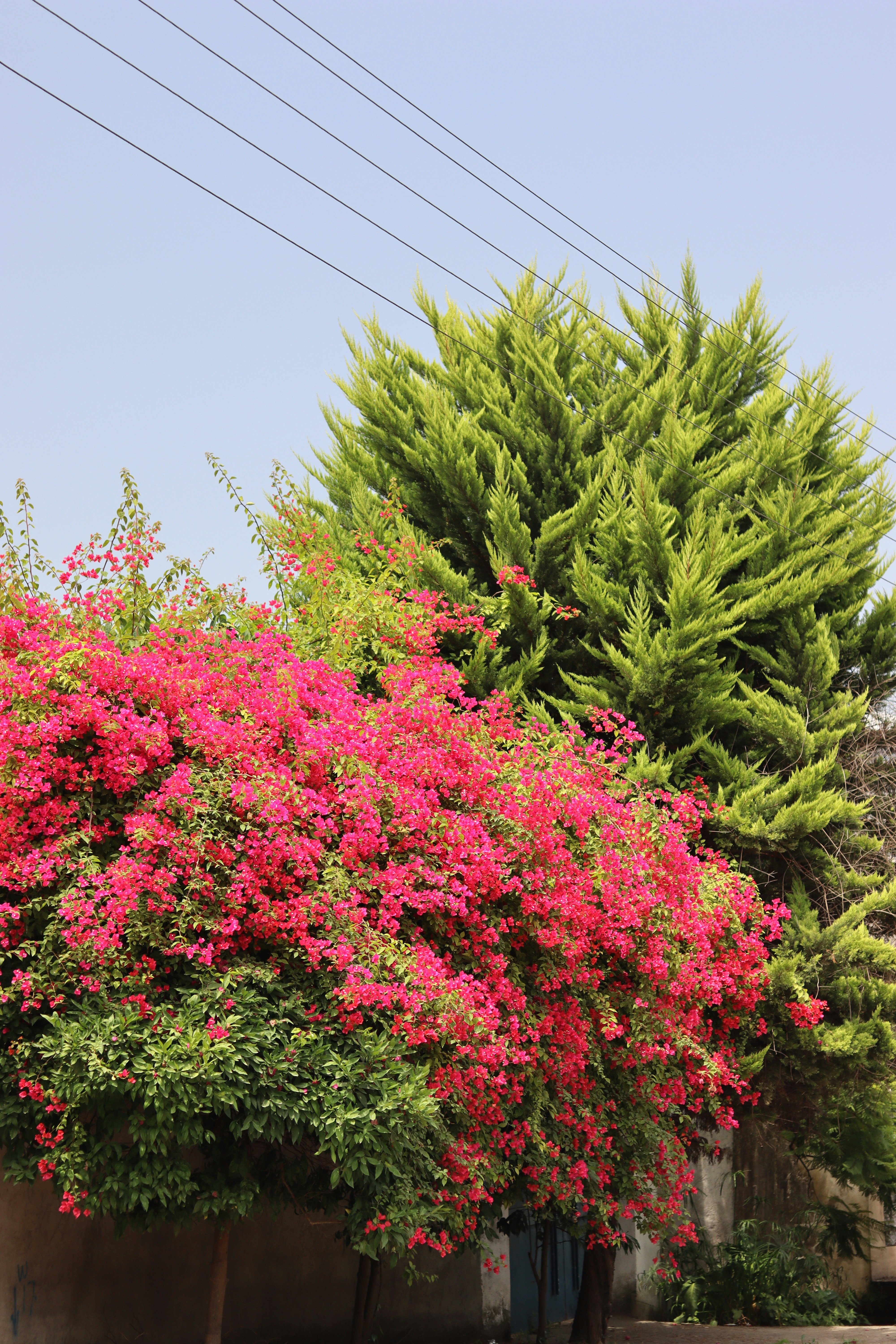 Vibrant Blossoms Amidst Evergreen Serenity