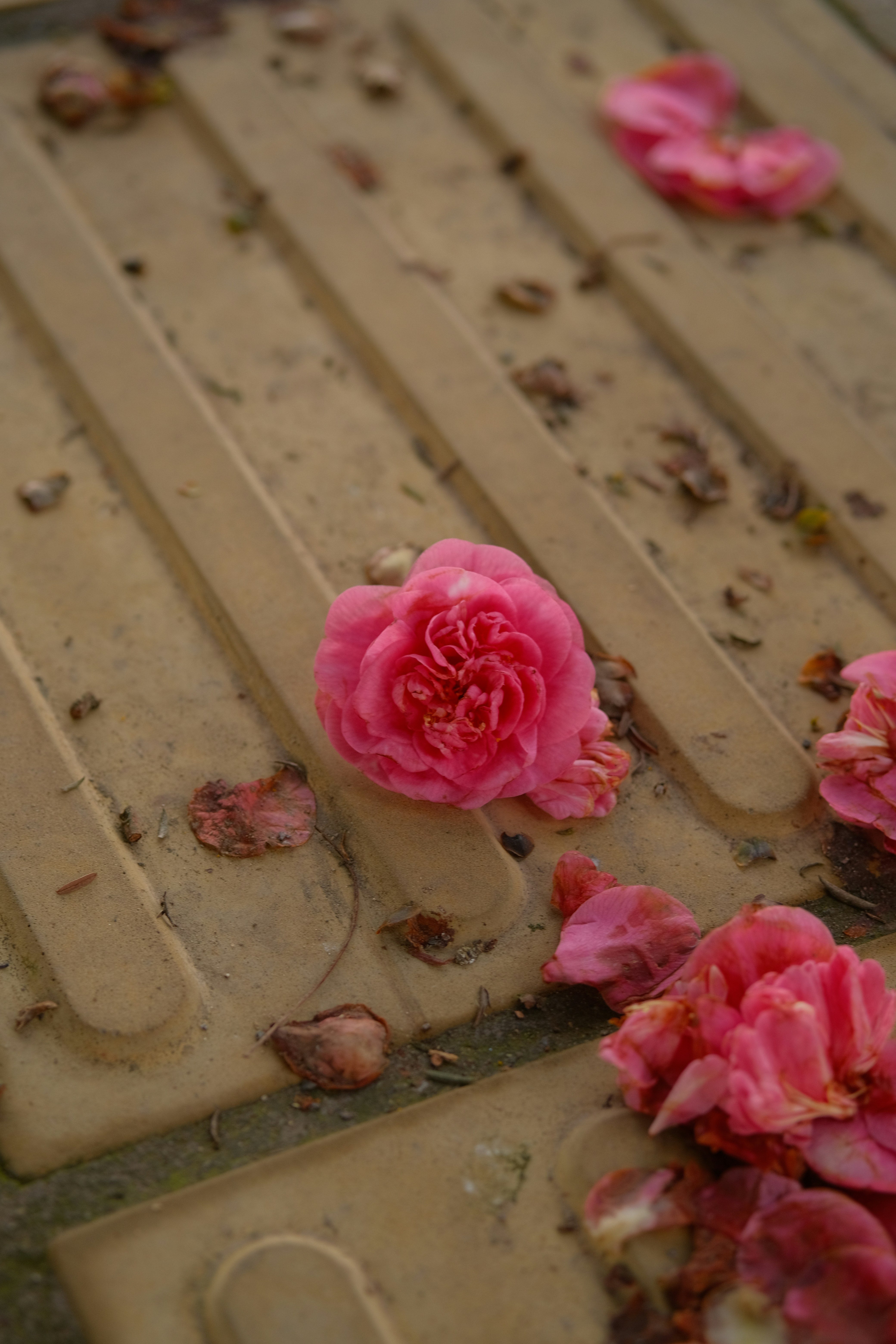 Blossoms of Resilience on Weathered Ground