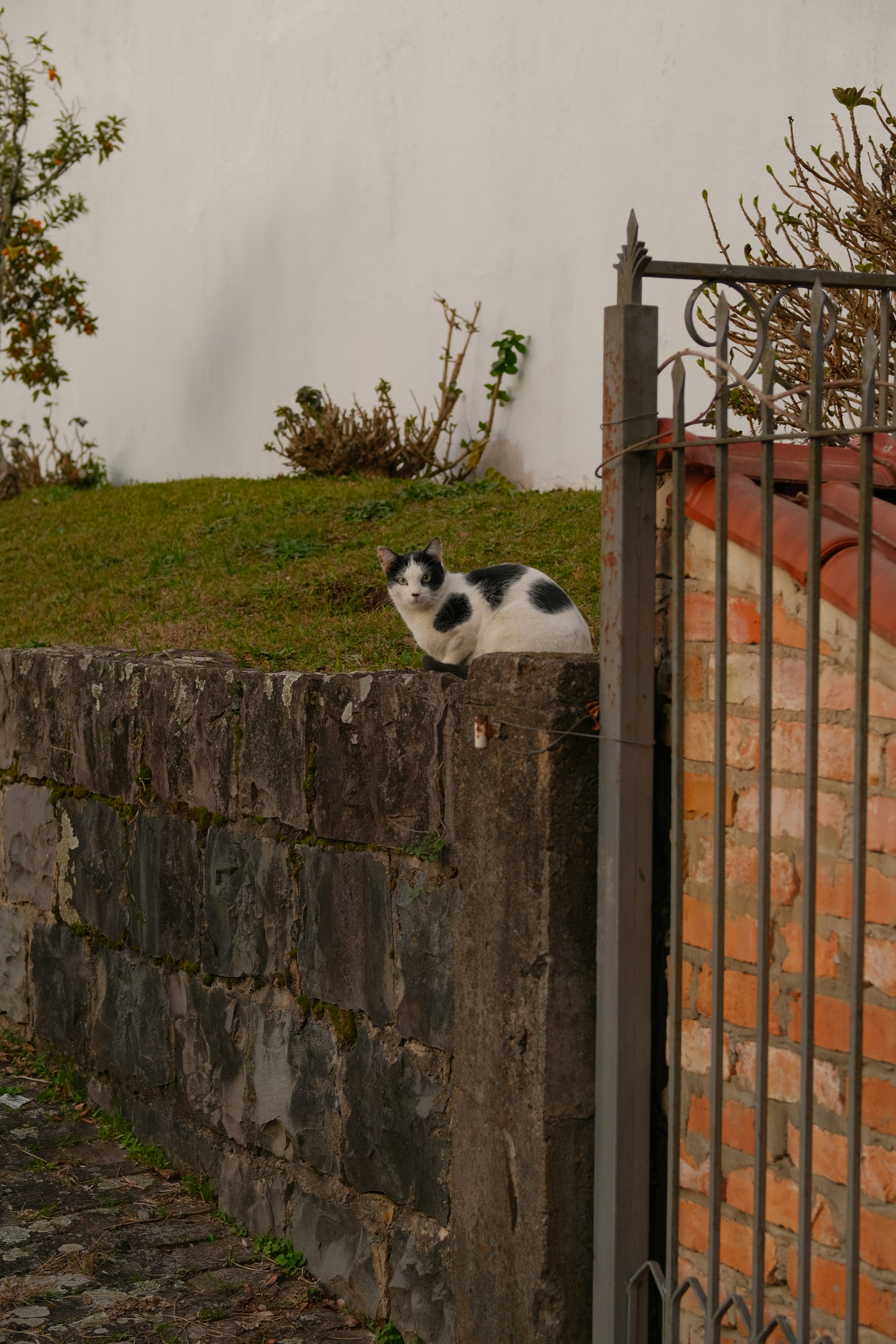 The Watchful Guardian of the Garden