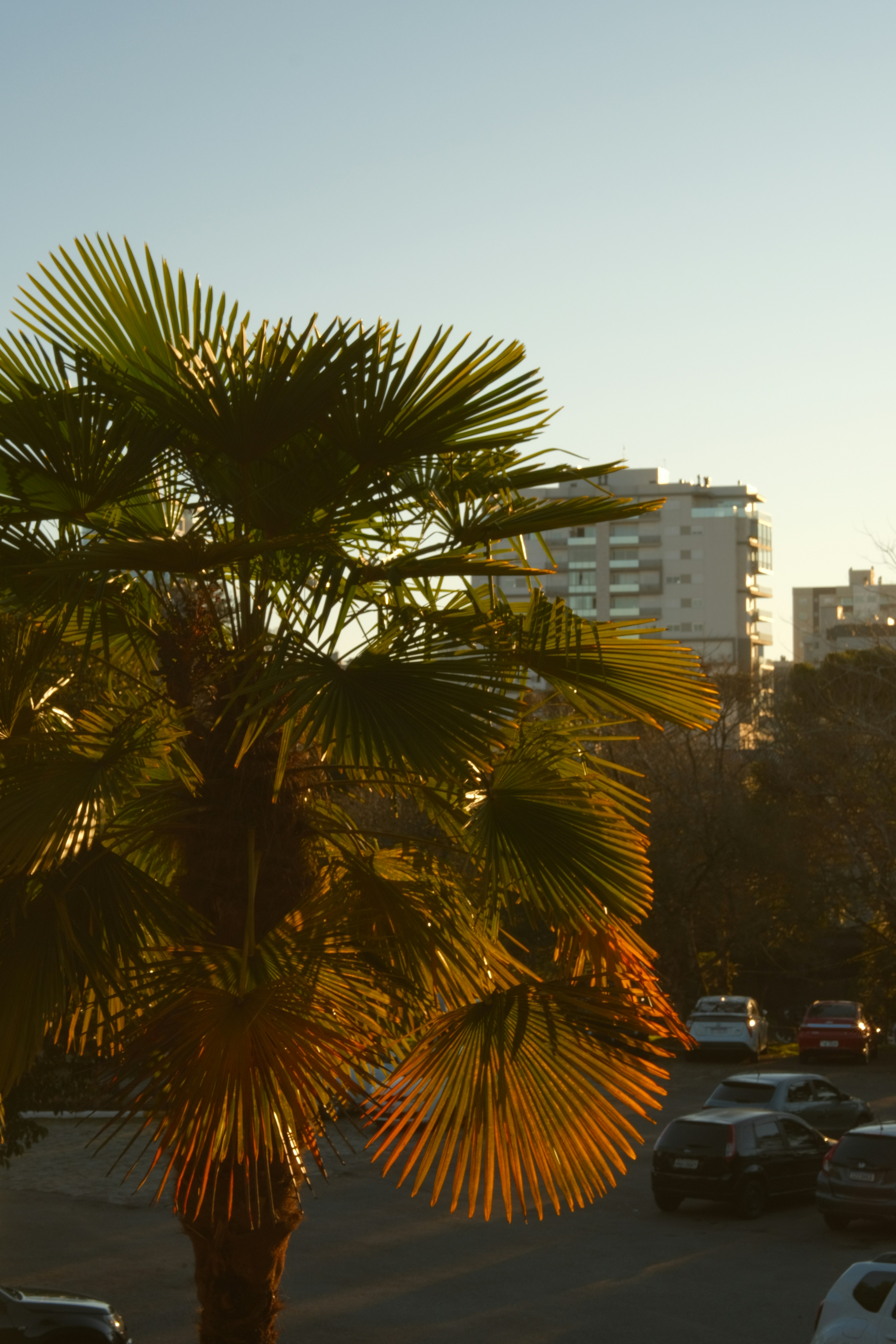 Sunset | Palm tree and buildings in the sunlight.