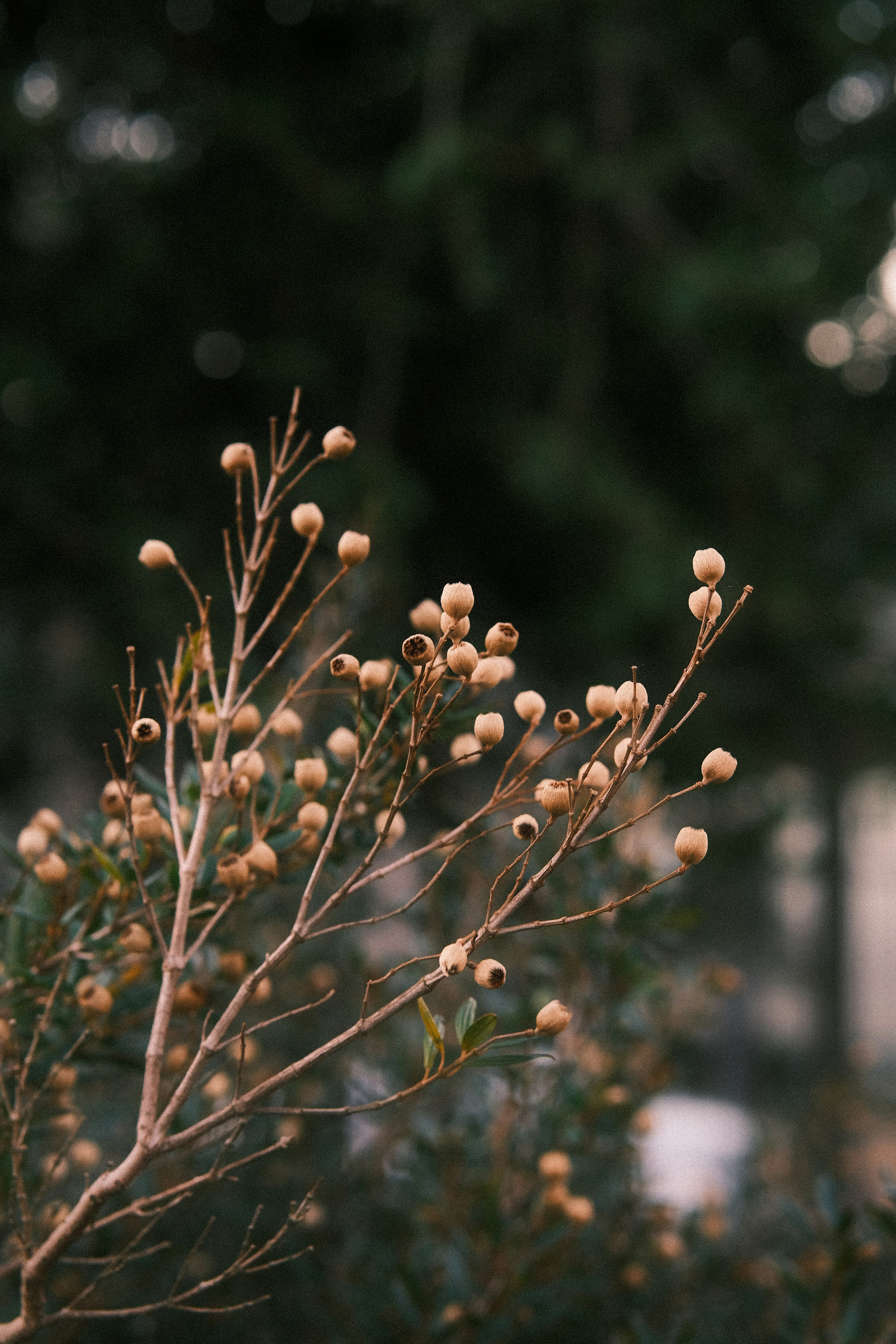 Whispers of Nature: The Elegance of Dried Blooms