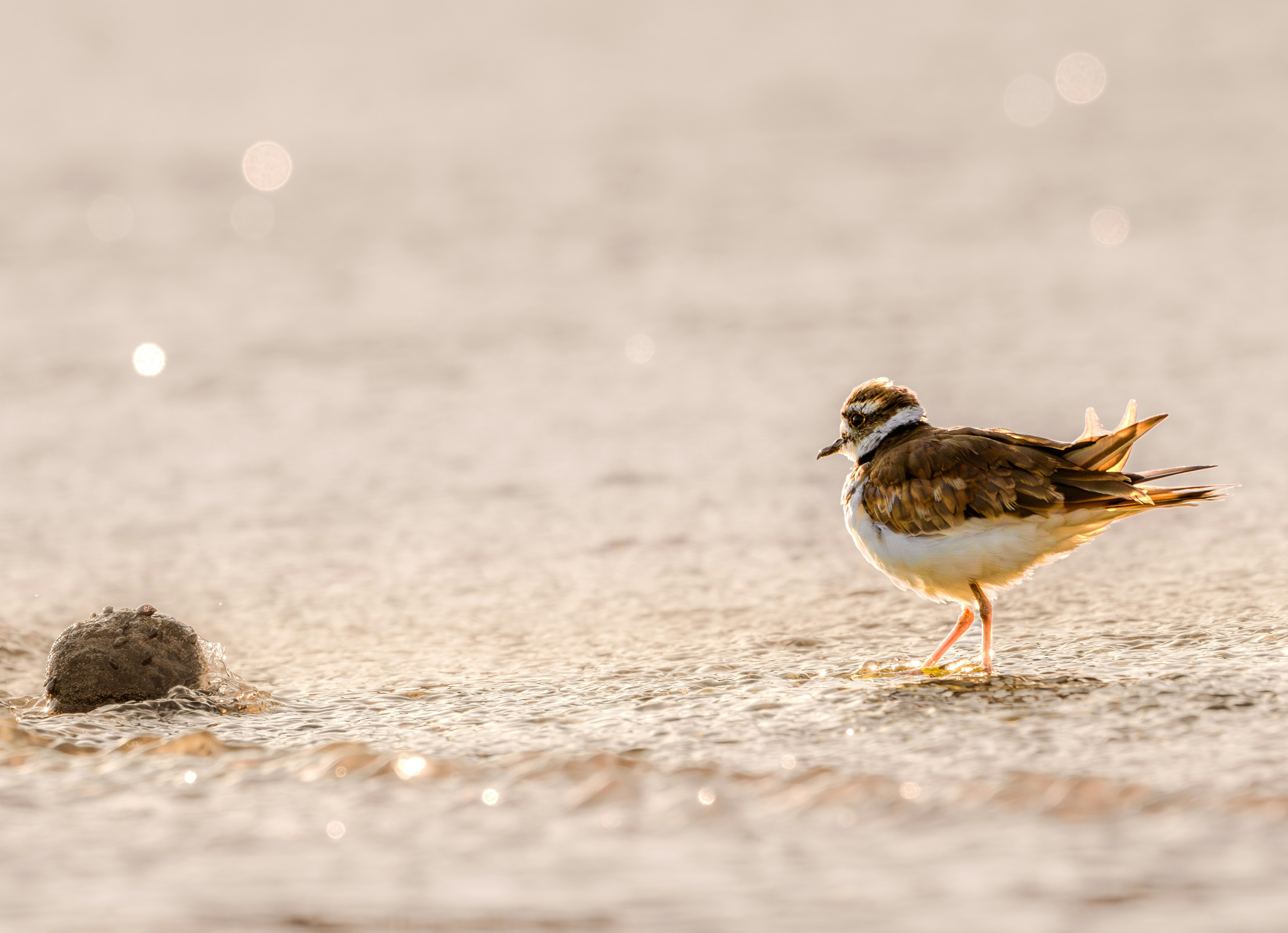 A small shorebird stands on the wet sand near a round stone, with soft bokeh in the background. The scene captures the tranquil essence of a coastal habitat.