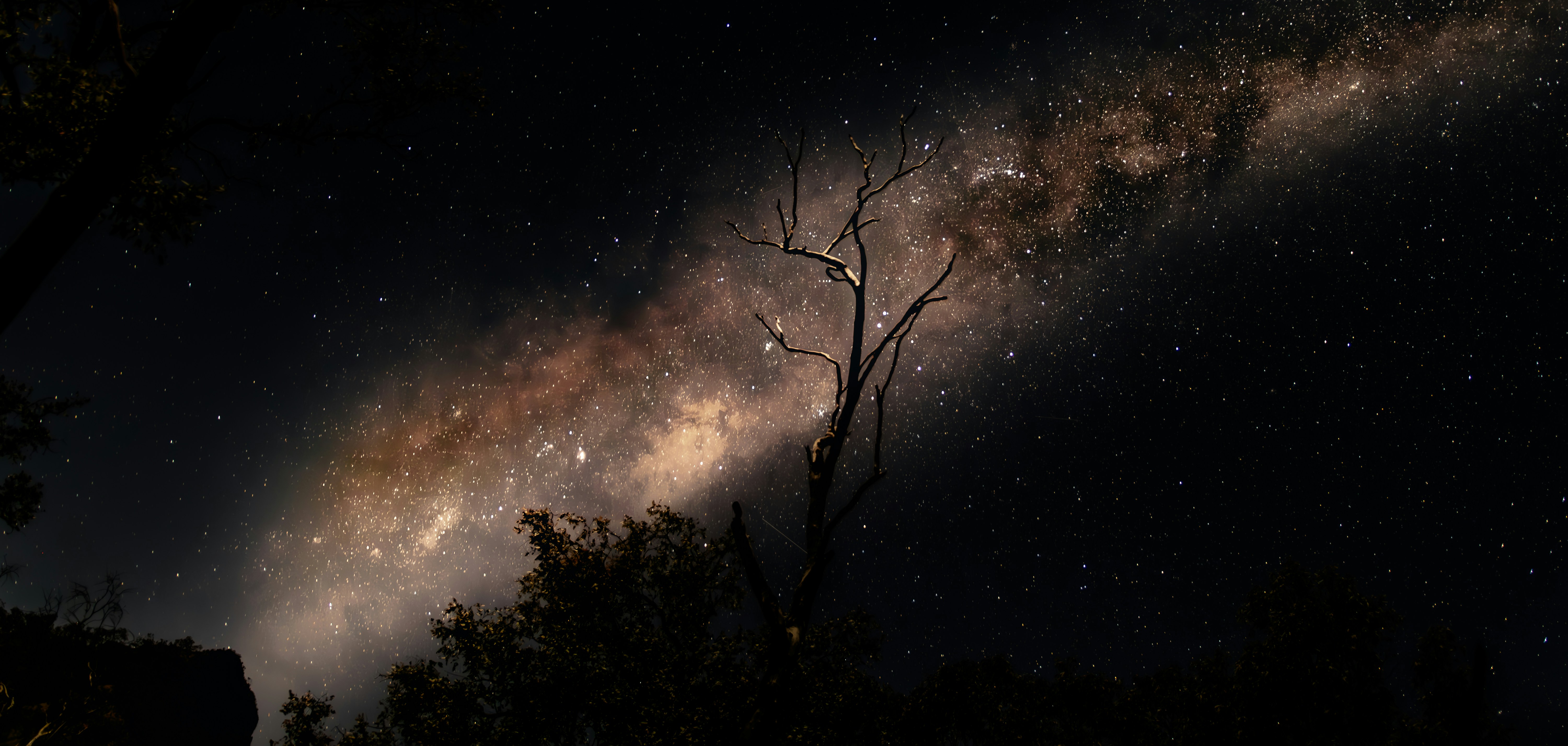 Milky Way galaxy illuminated against a dark night sky, with silhouetted trees framing the scene.