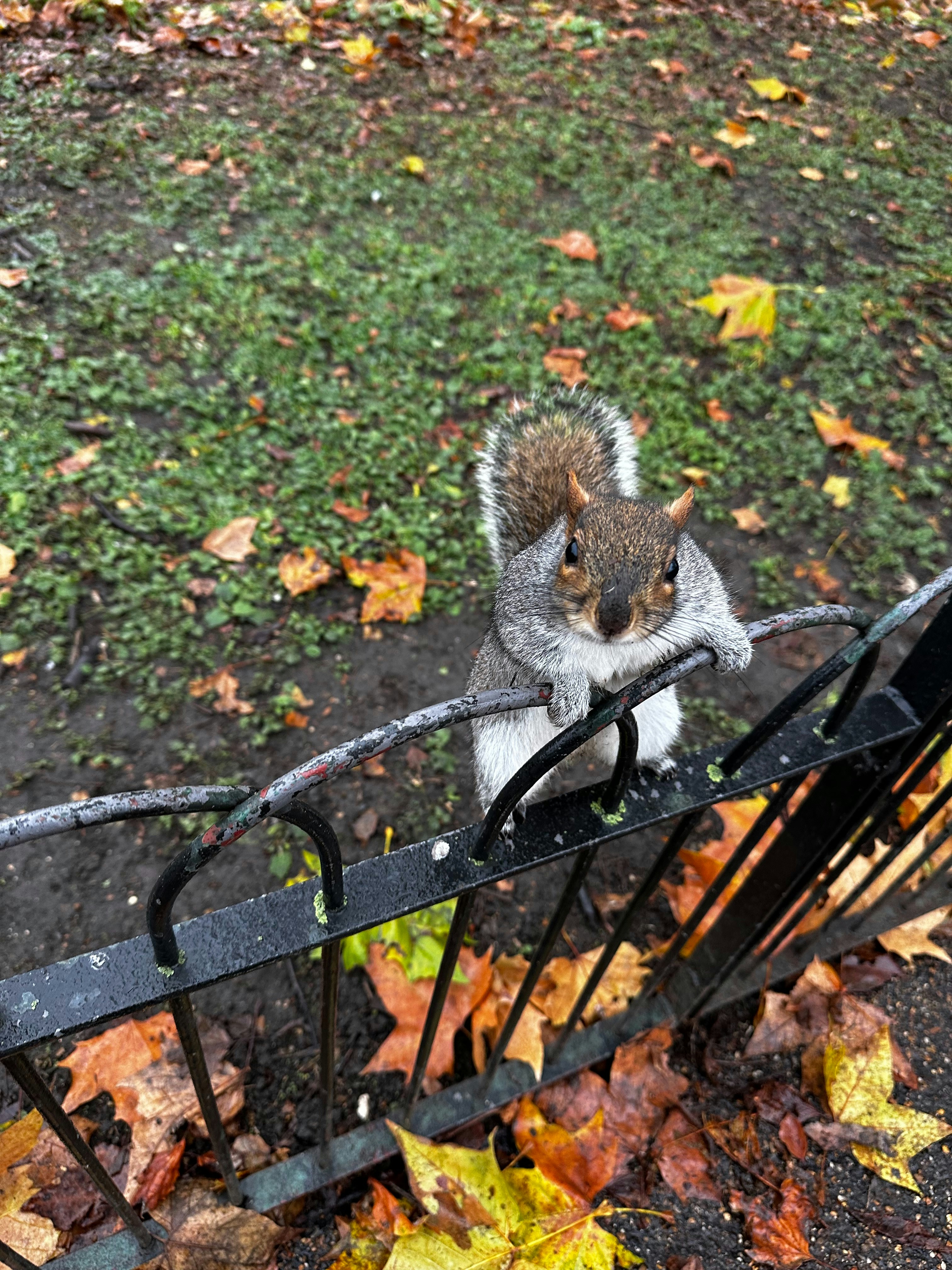 A Squirrel's Autumn Encounter