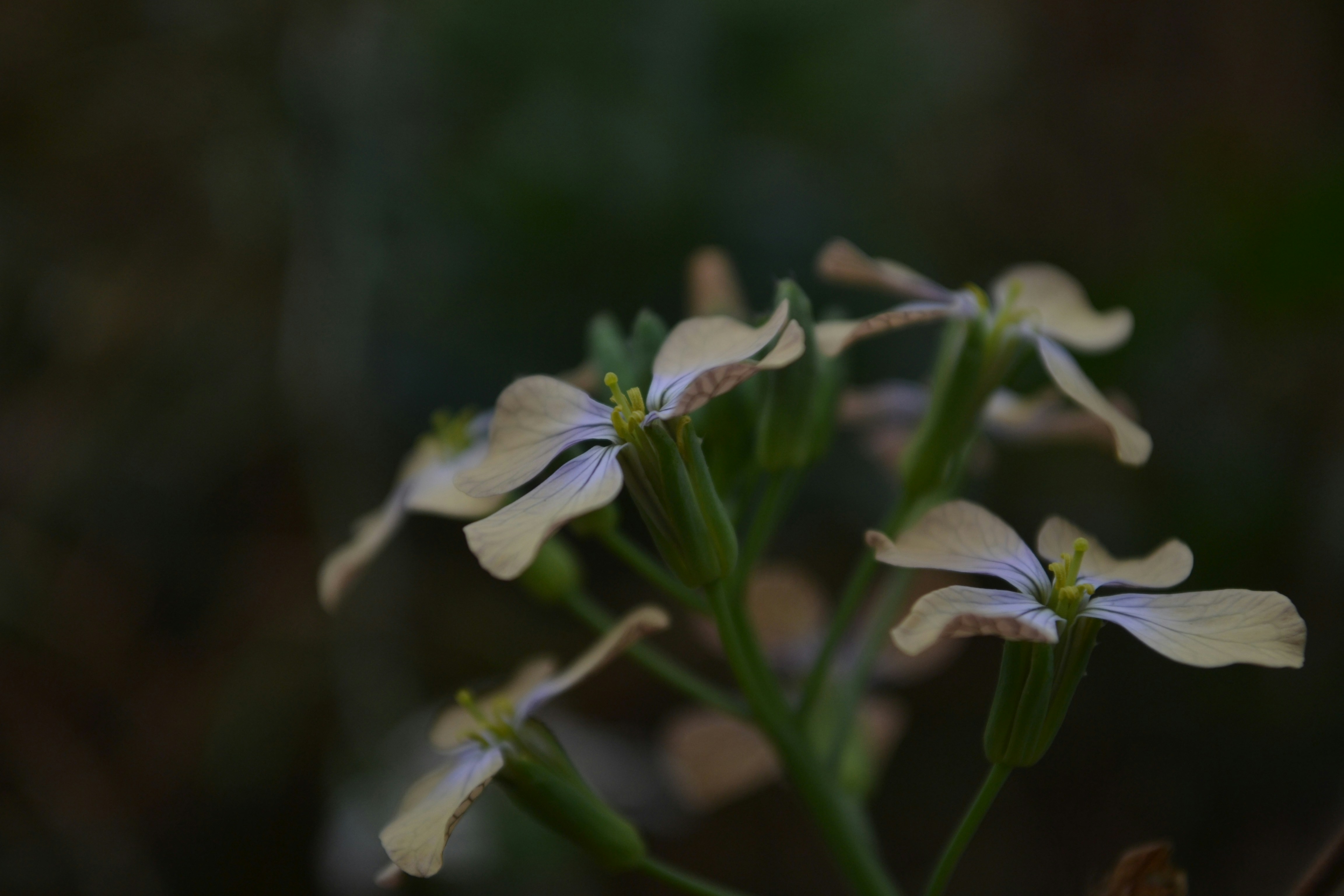 Close-up of yellow and white wildflowers with delicate petals and green stems. | White flowers bloom brightly against a dark background.