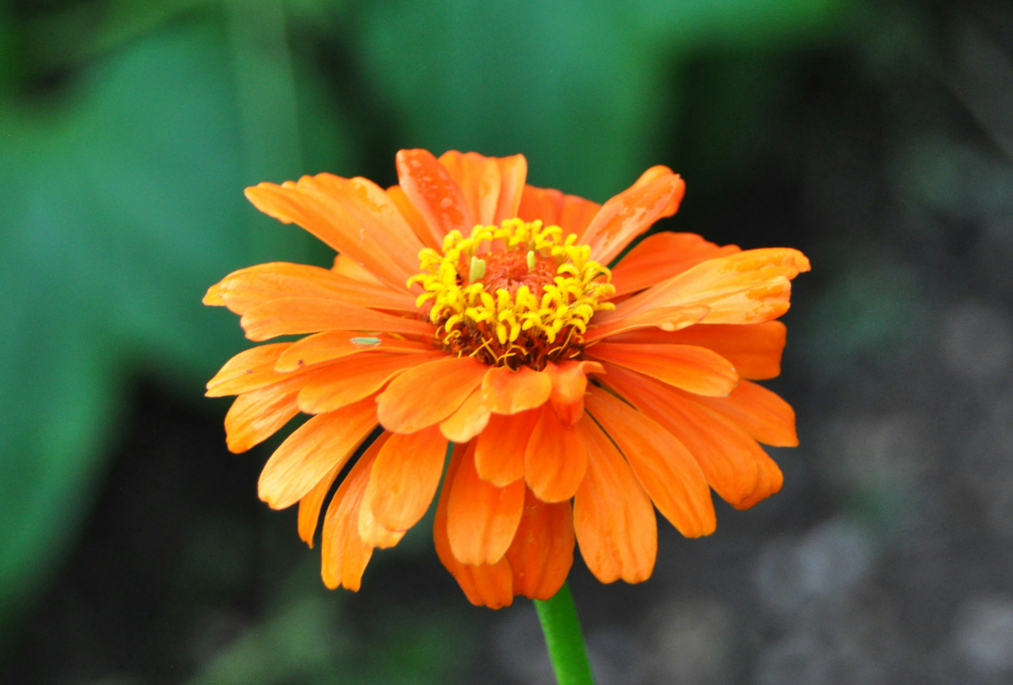 Orange Zinnia | A beautiful orange flower blooms brightly.