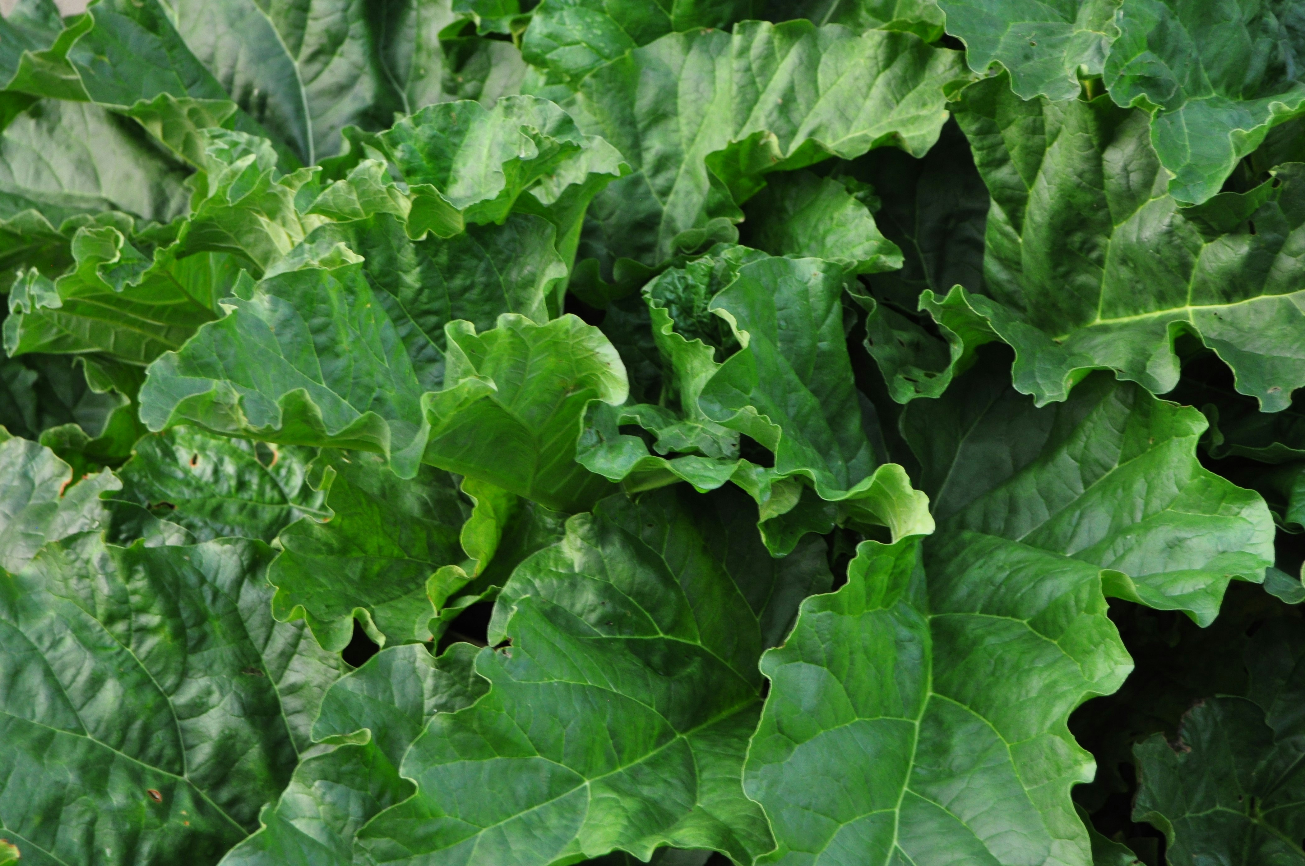 Lush, crinkled leaves create a textured tapestry of green in a thriving garden setting.