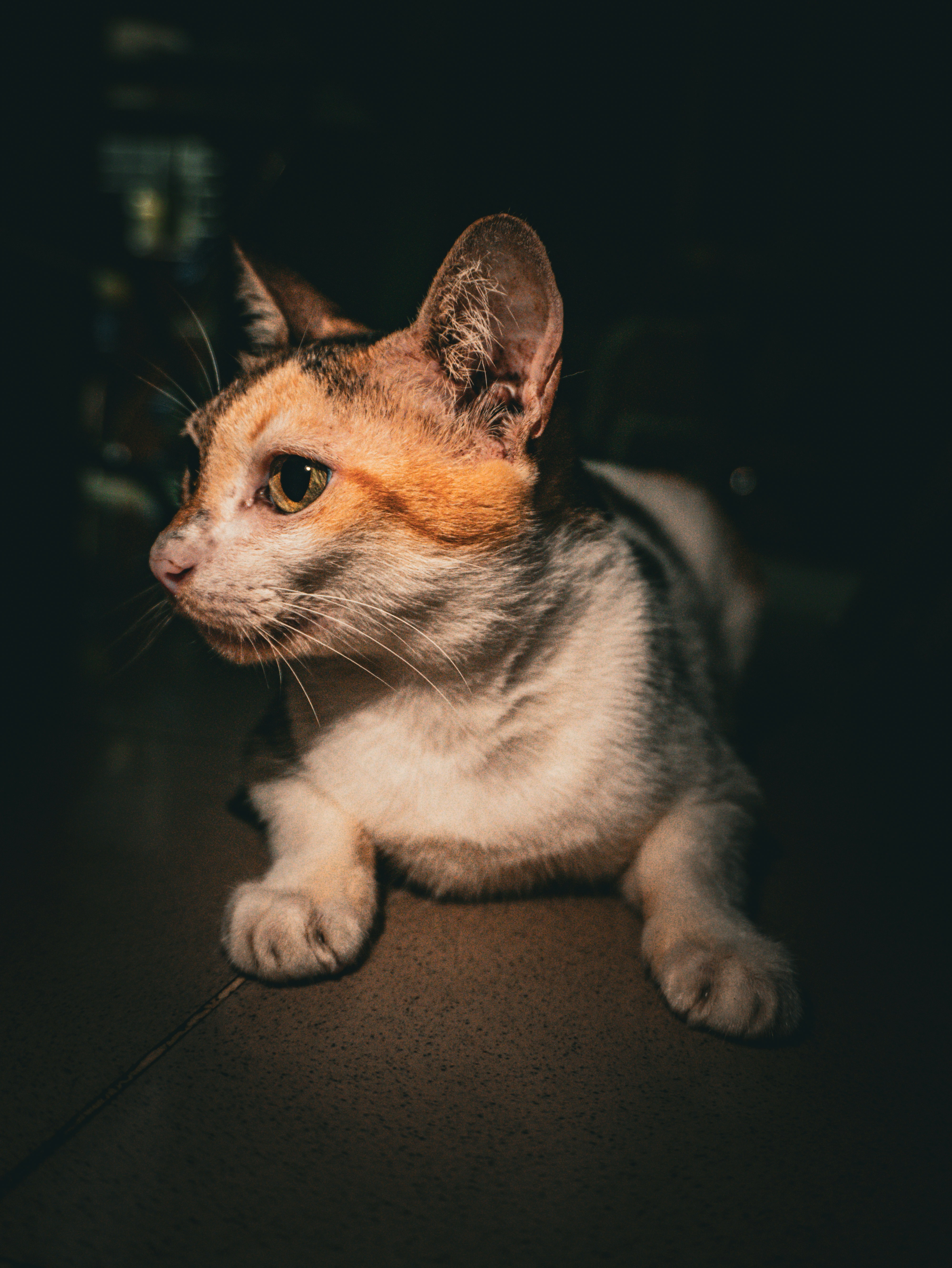 Whiskered Watcher in the Shadows