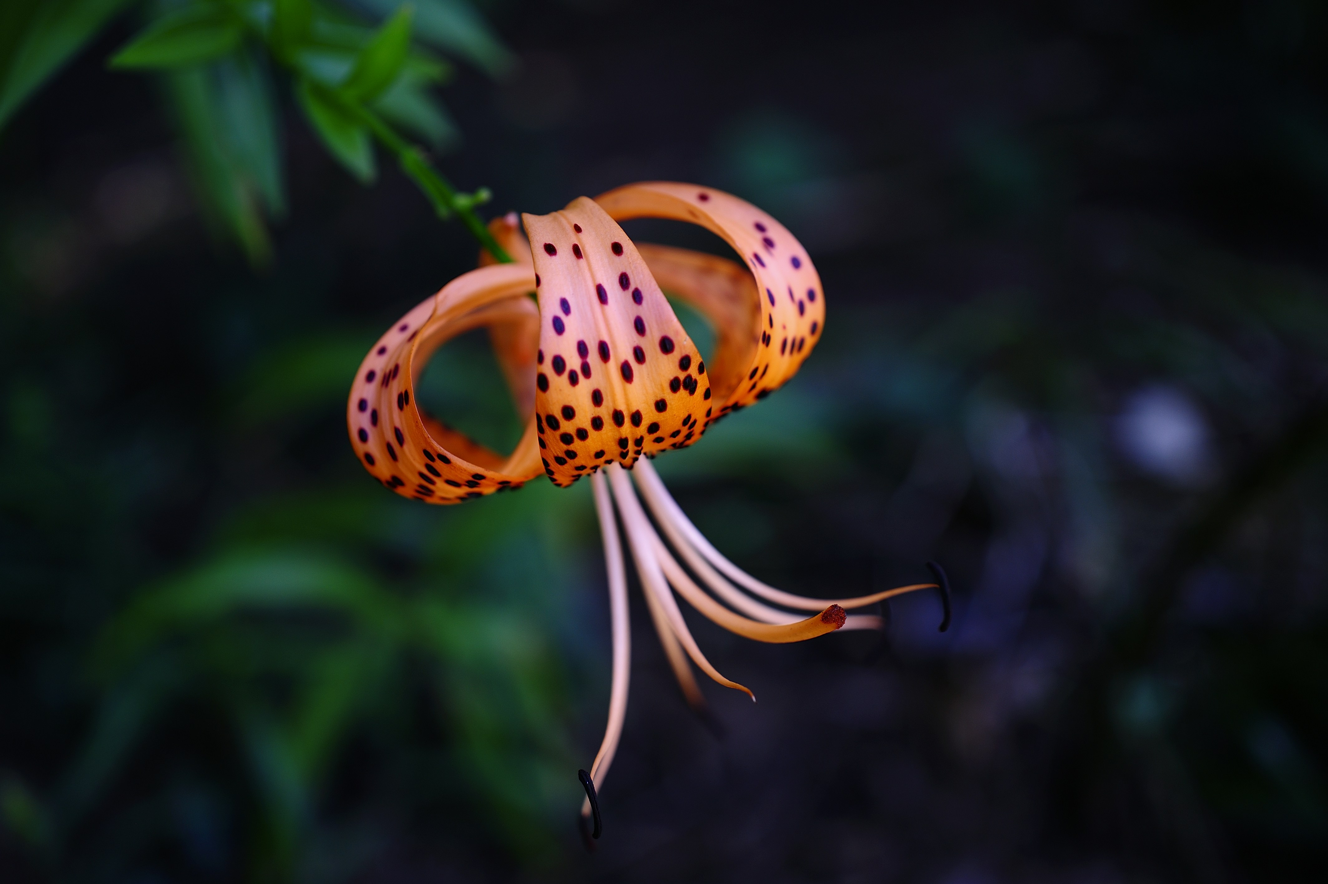 A spotted lily blooming quietly along Tamagawa Josui, captured on a scorching summer day in Tokyo. The flower, on the edge of fading, offered a moment of grace. | An orange tiger lily blooms in the shadows.