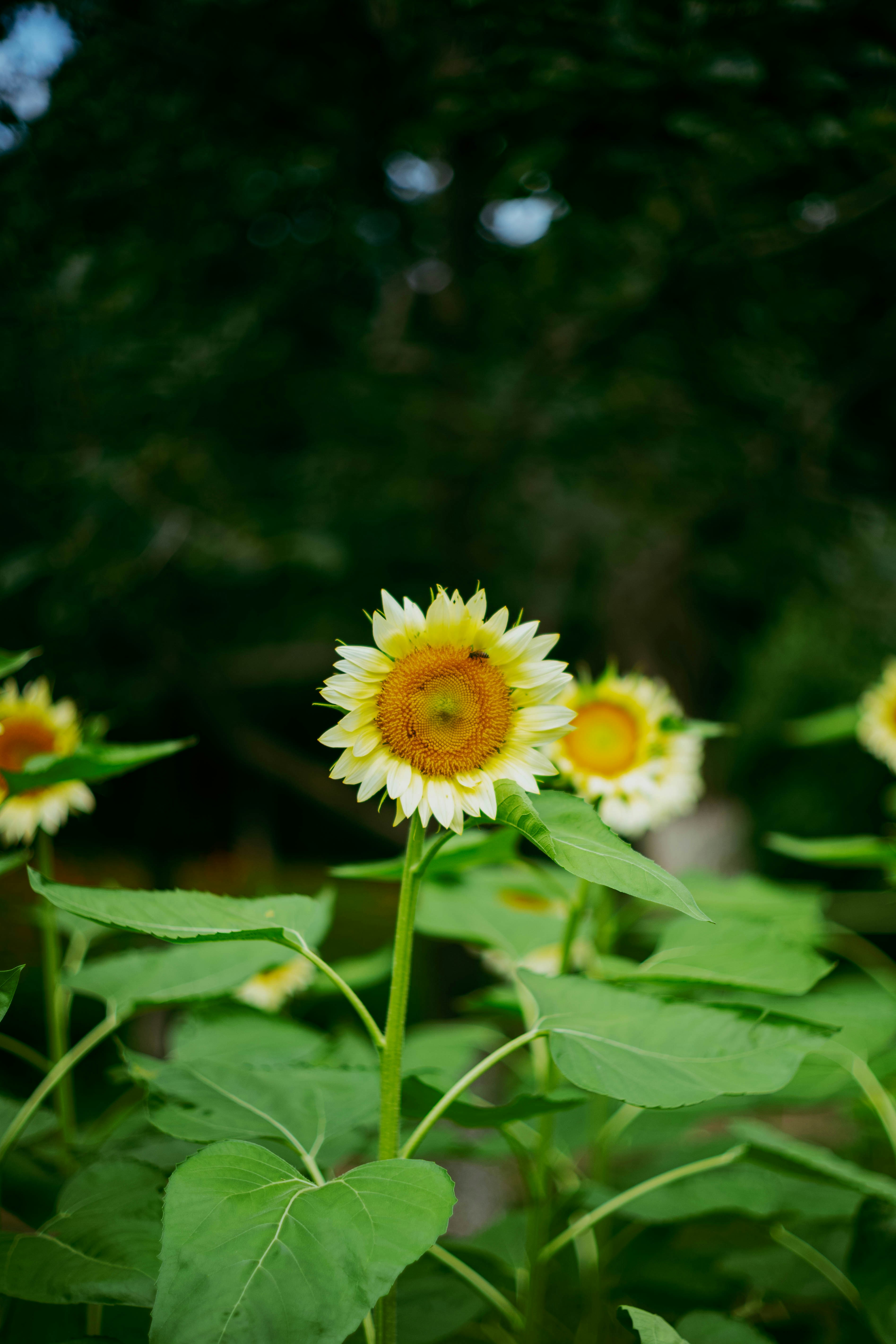 Sunlit Serenade of Sunflowers