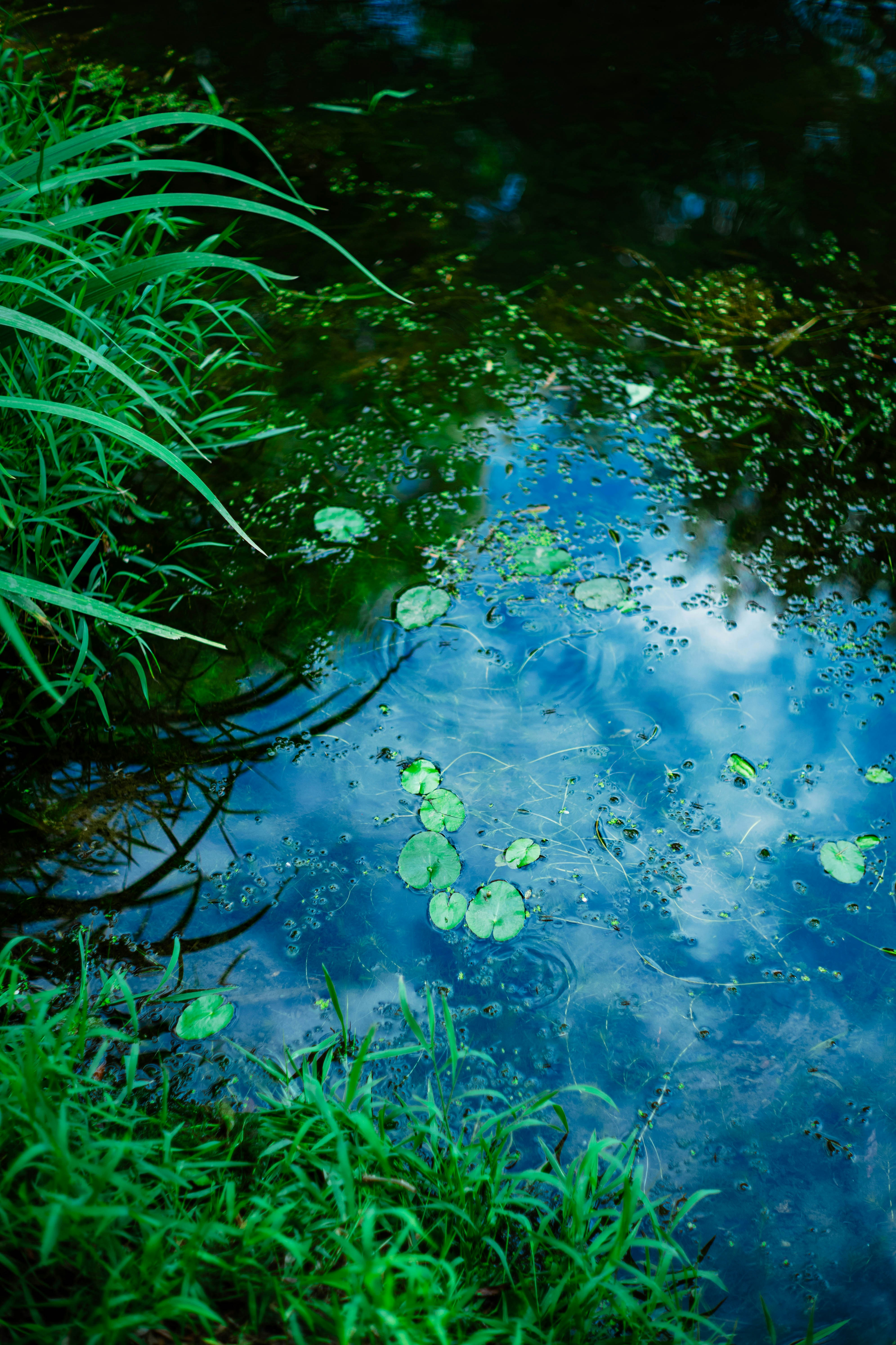 Water reflects the sky with lily pads.