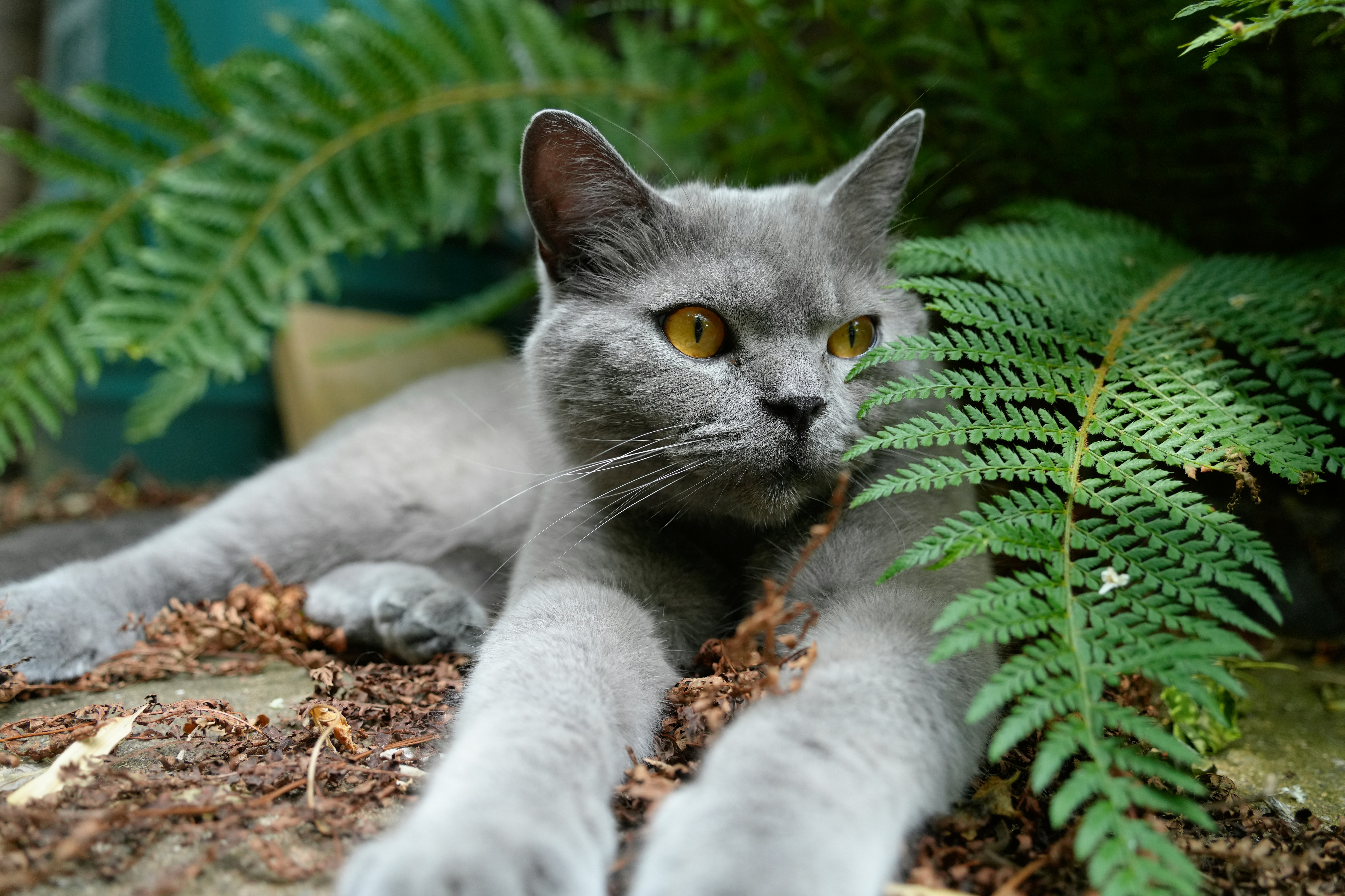 Whiskered Serenity Amidst Greenery