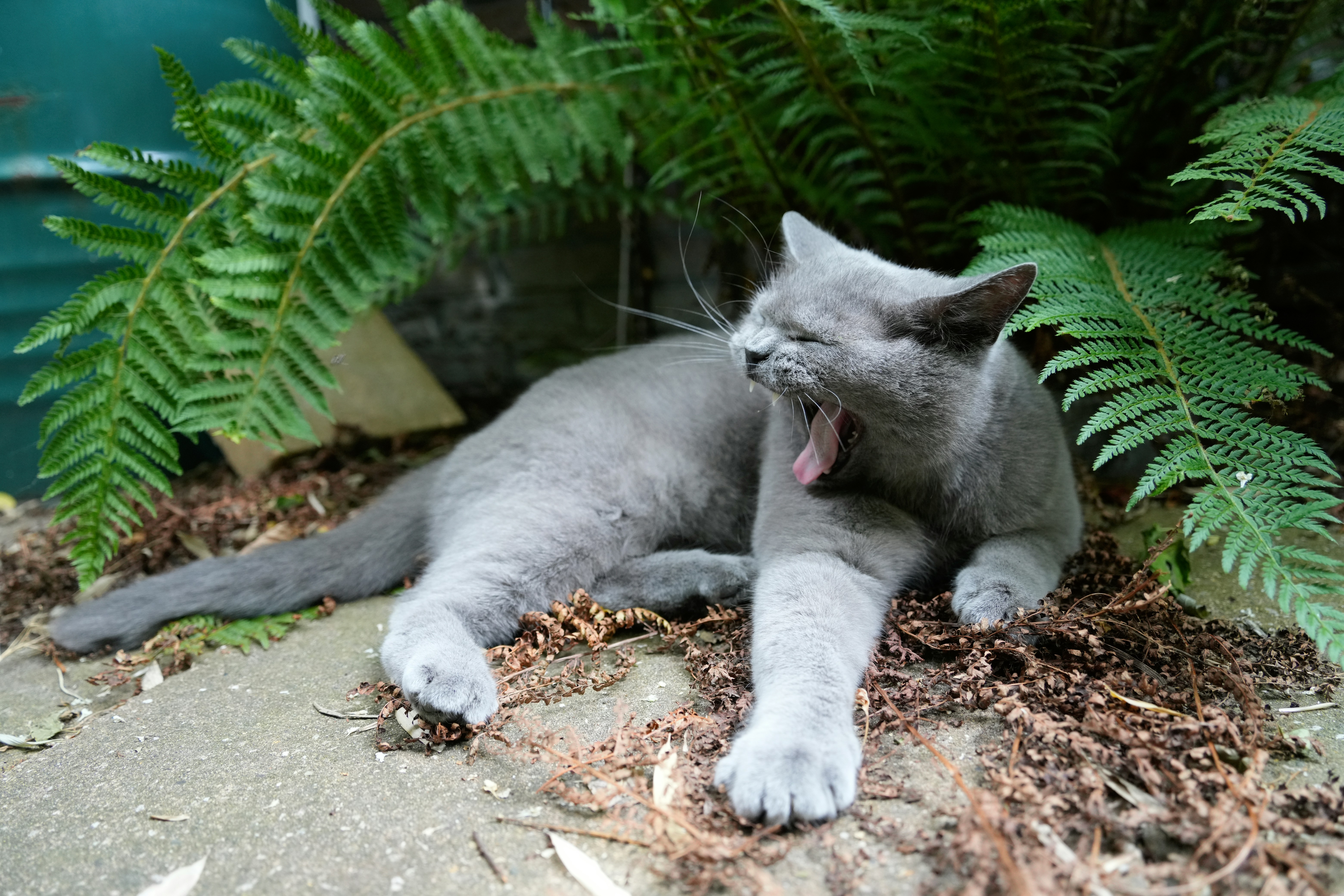 Grey cat yawning | A gray cat yawns underneath greenery.