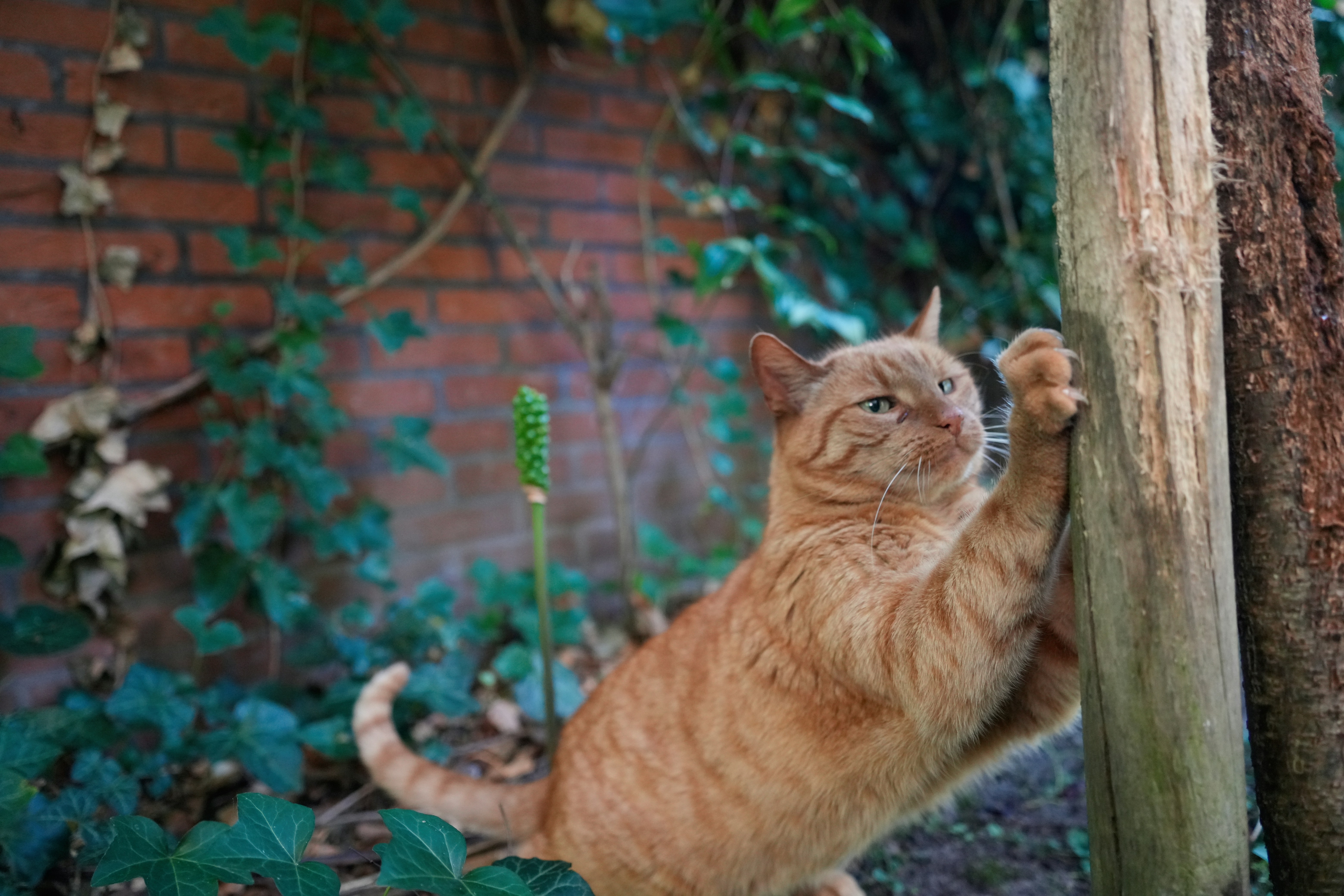 Amber Whiskers at the Fence: a Ginger Cat’s Curious Stretch