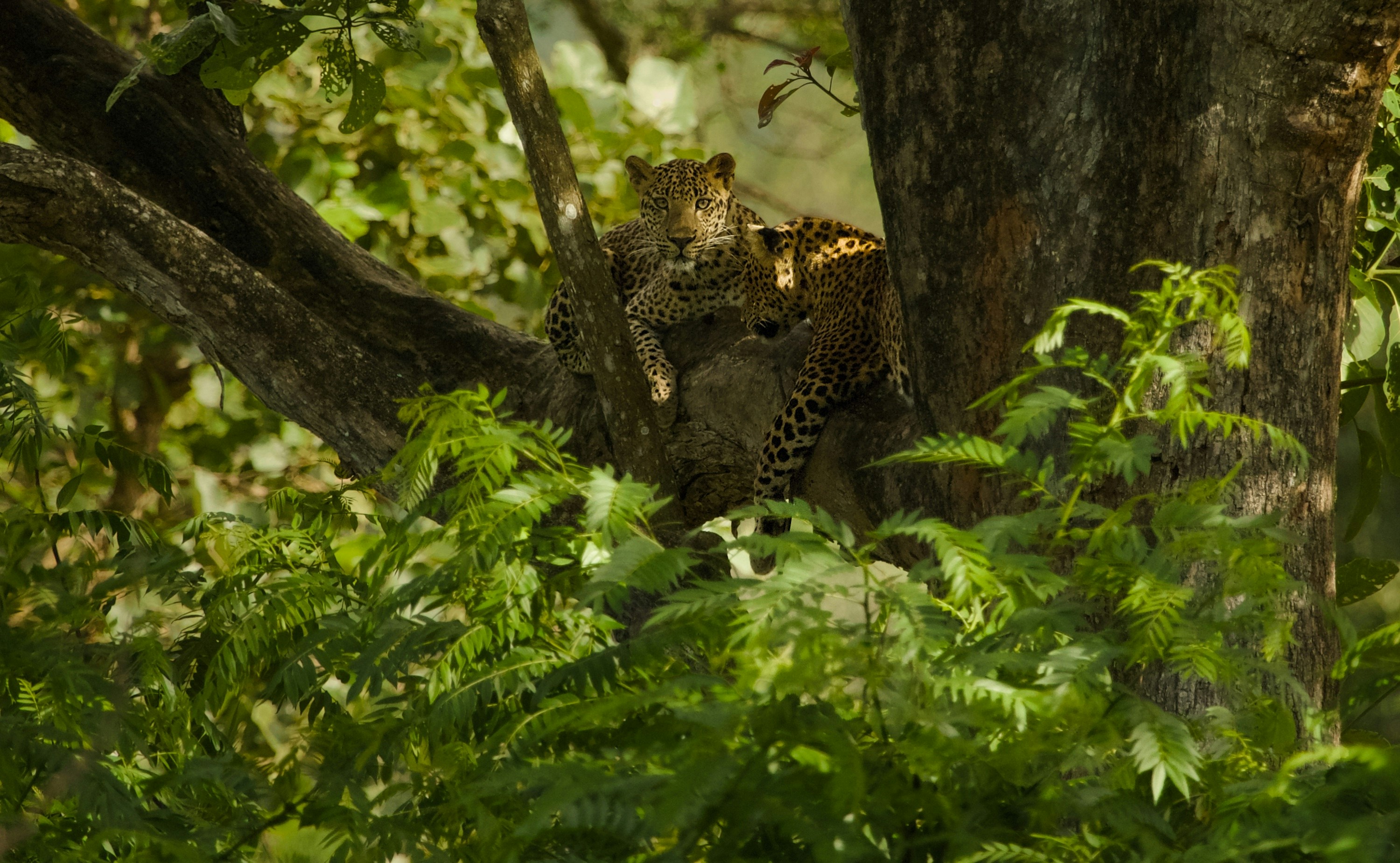 Mother and daughter lying on the branch. Occasionally grooming each other. | A leopard cub rests in a tree.
