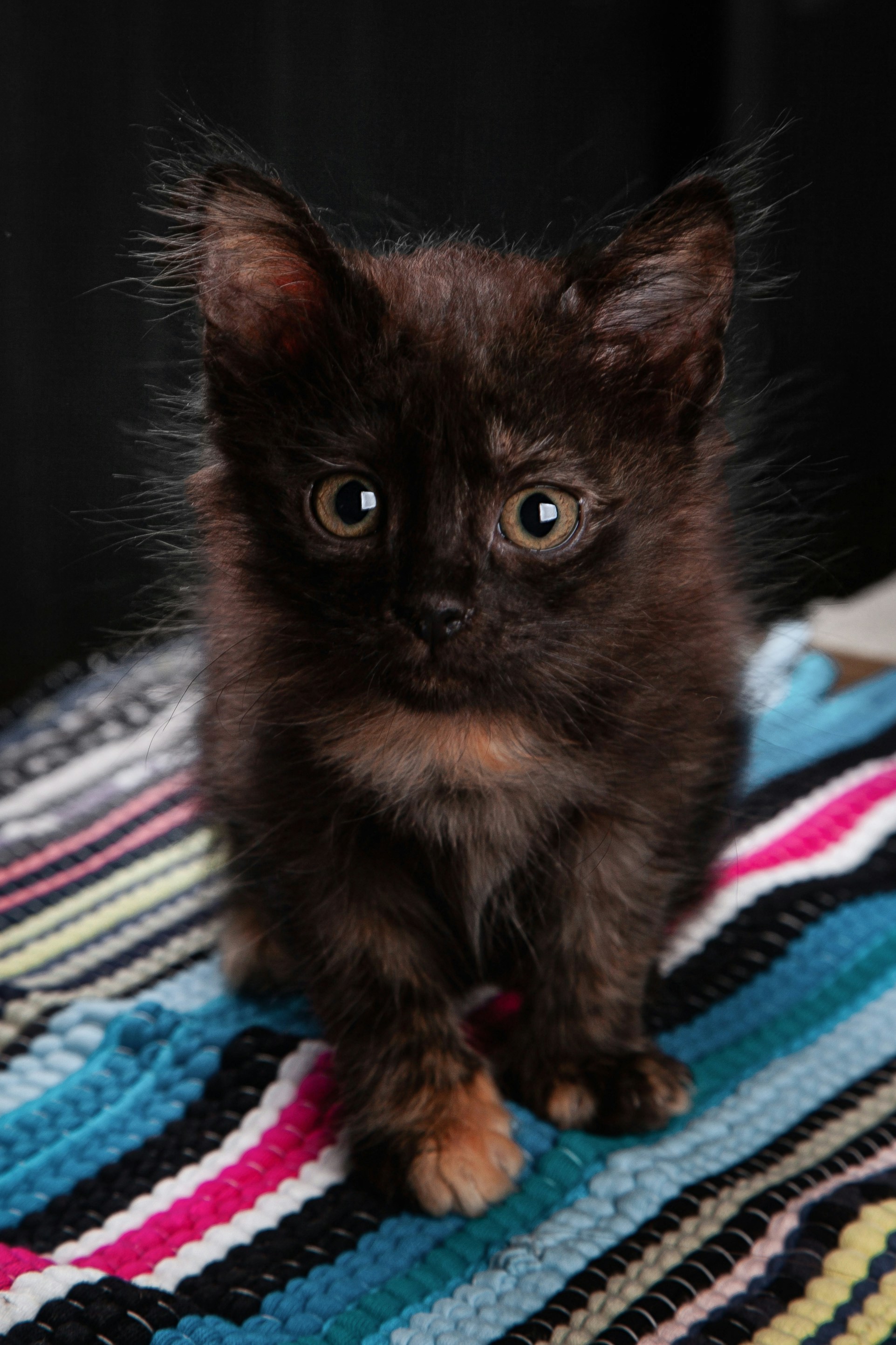 Whiskers and Wonder: A Playful Portrait
