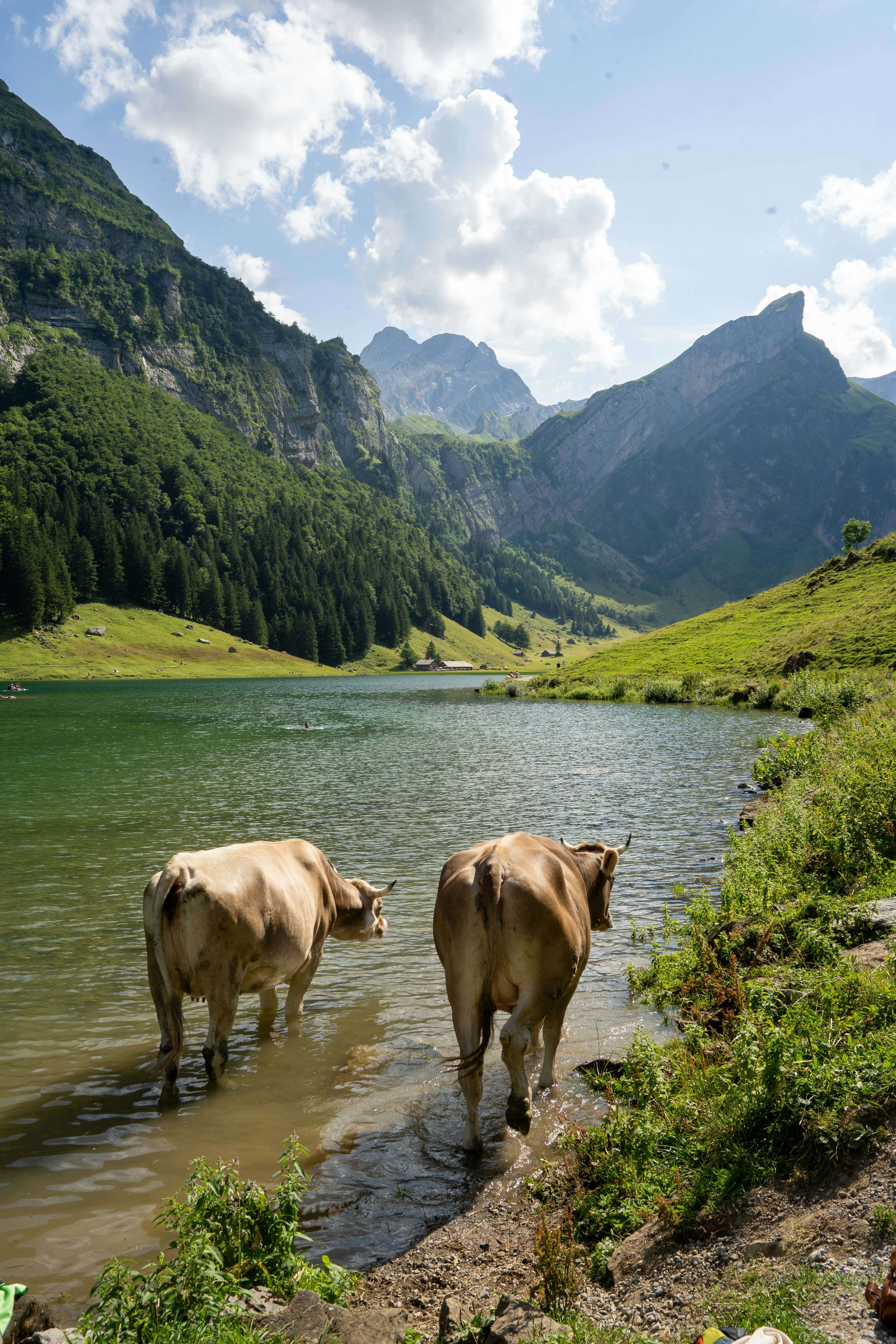 Cows at the Alpine Lake: Quiet Shoreline Beneath Jagged Peaks