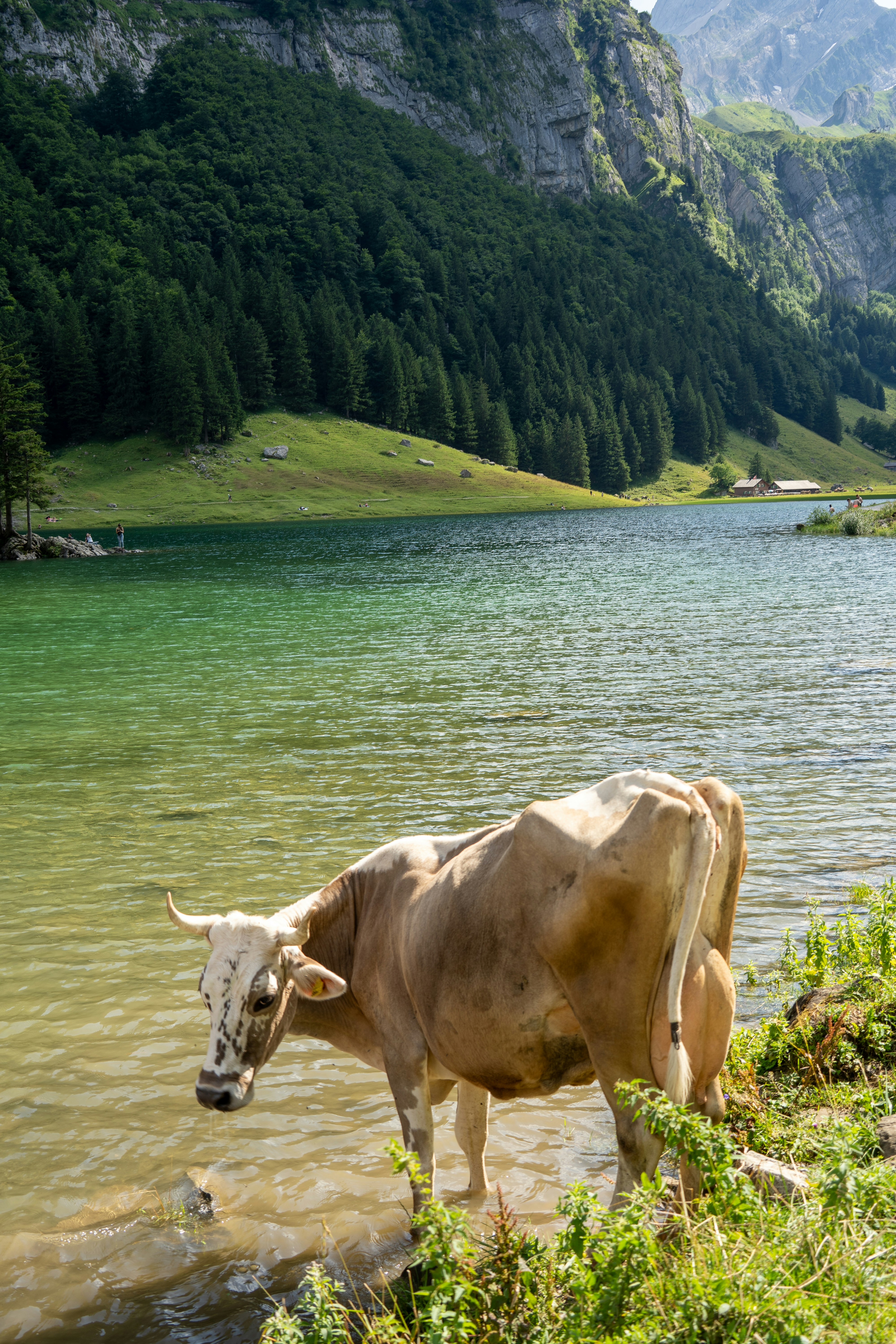 A brown Swiss cow cools off at the edge of Seealpsee, standing in the crystal-clear alpine waters surrounded by lush green hills and pine forests. This peaceful lakeside moment captures the harmony of traditional farming and pristine Swiss nature.