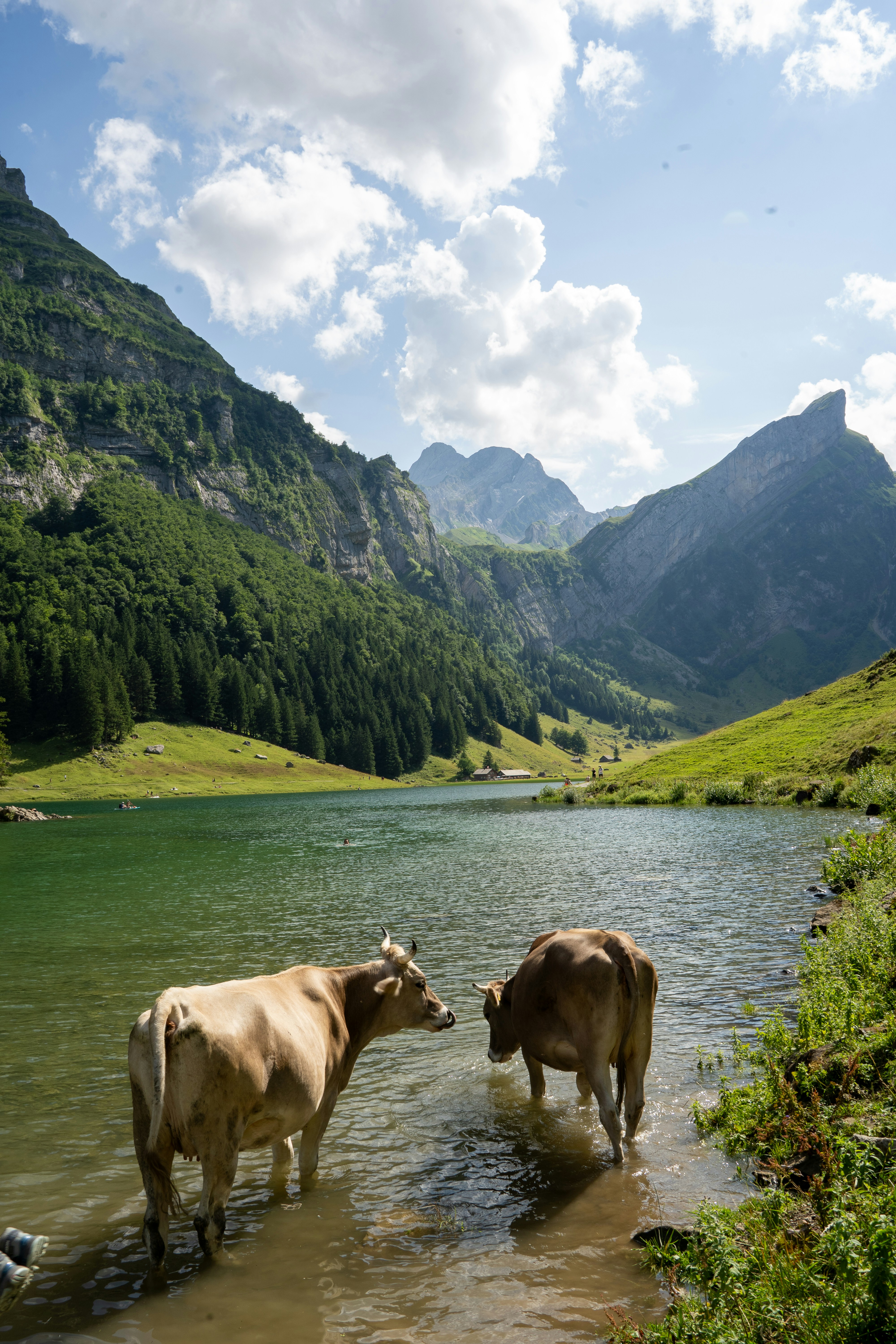 Two cows wade in a serene alpine lake, surrounded by lush green mountains and a bright blue sky with scattered clouds.