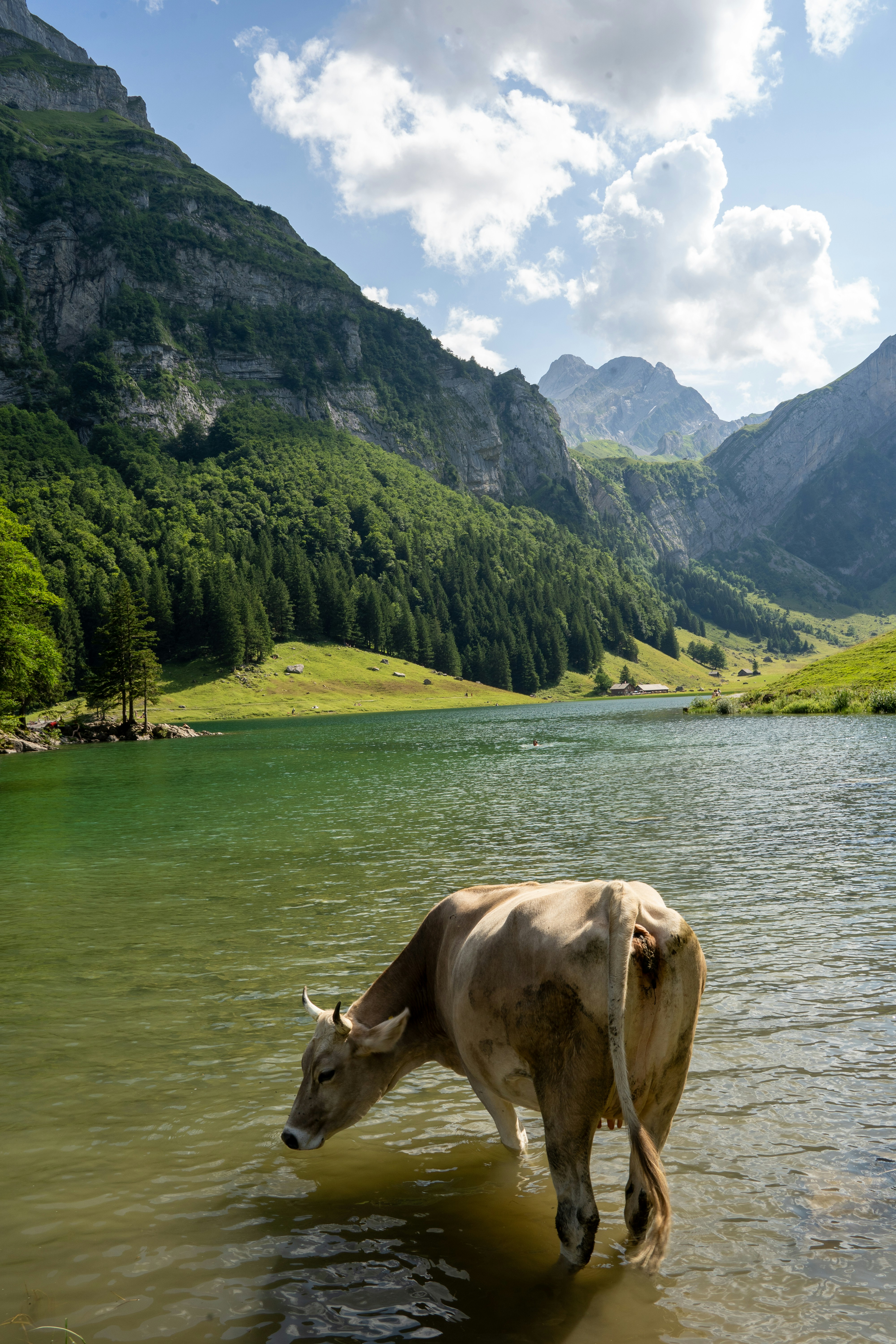Serenity by the Lakeside: A Cow's Reflection