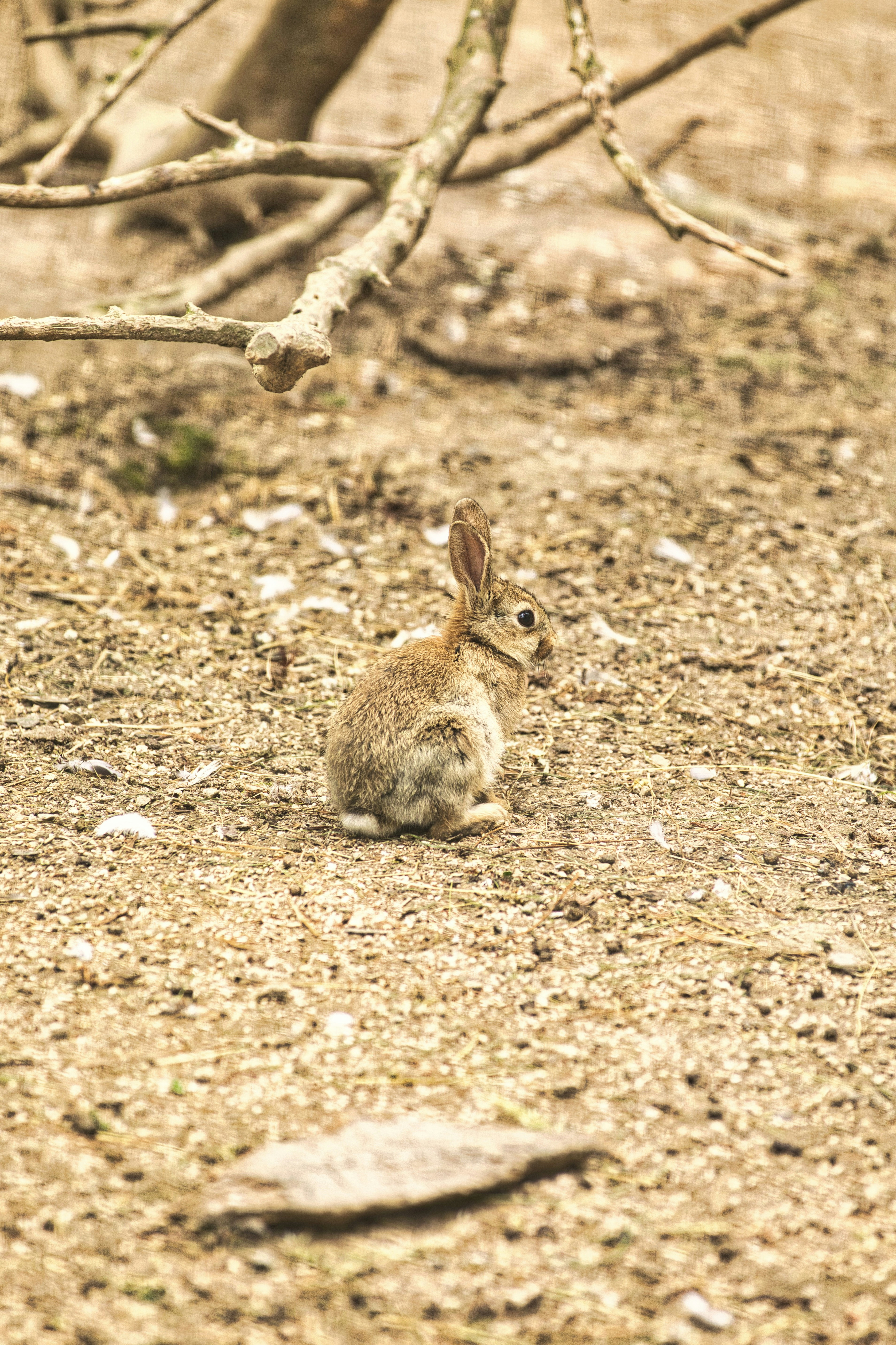 A young wild rabbit sits alert on earthy ground, blending into its natural surroundings. Captured in a moment of stillness, this adorable creature embodies the quiet charm of wildlife and simplicity of nature. | A brown rabbit sits still in the dirt.