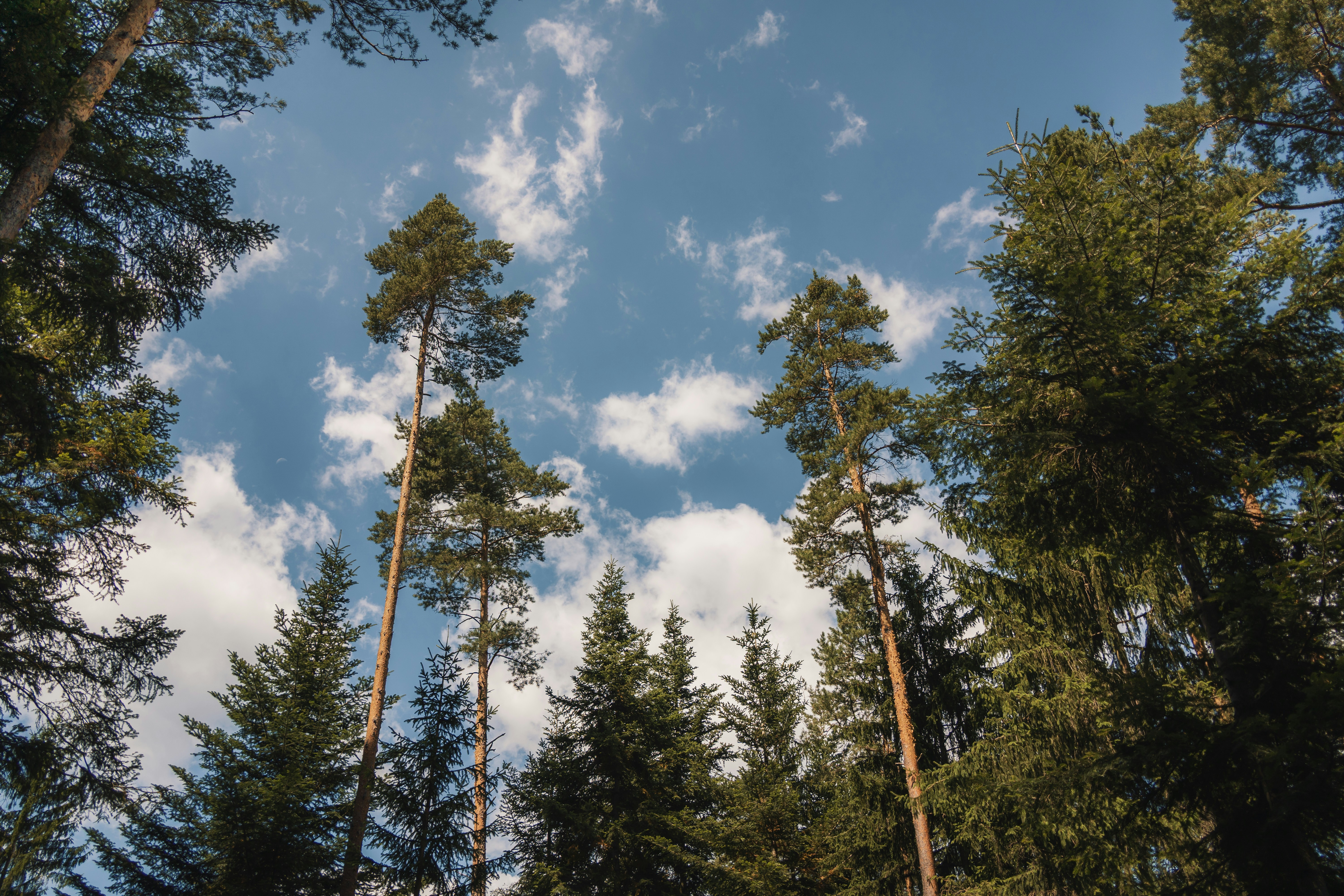 Tall trees reach towards a bright blue sky.
