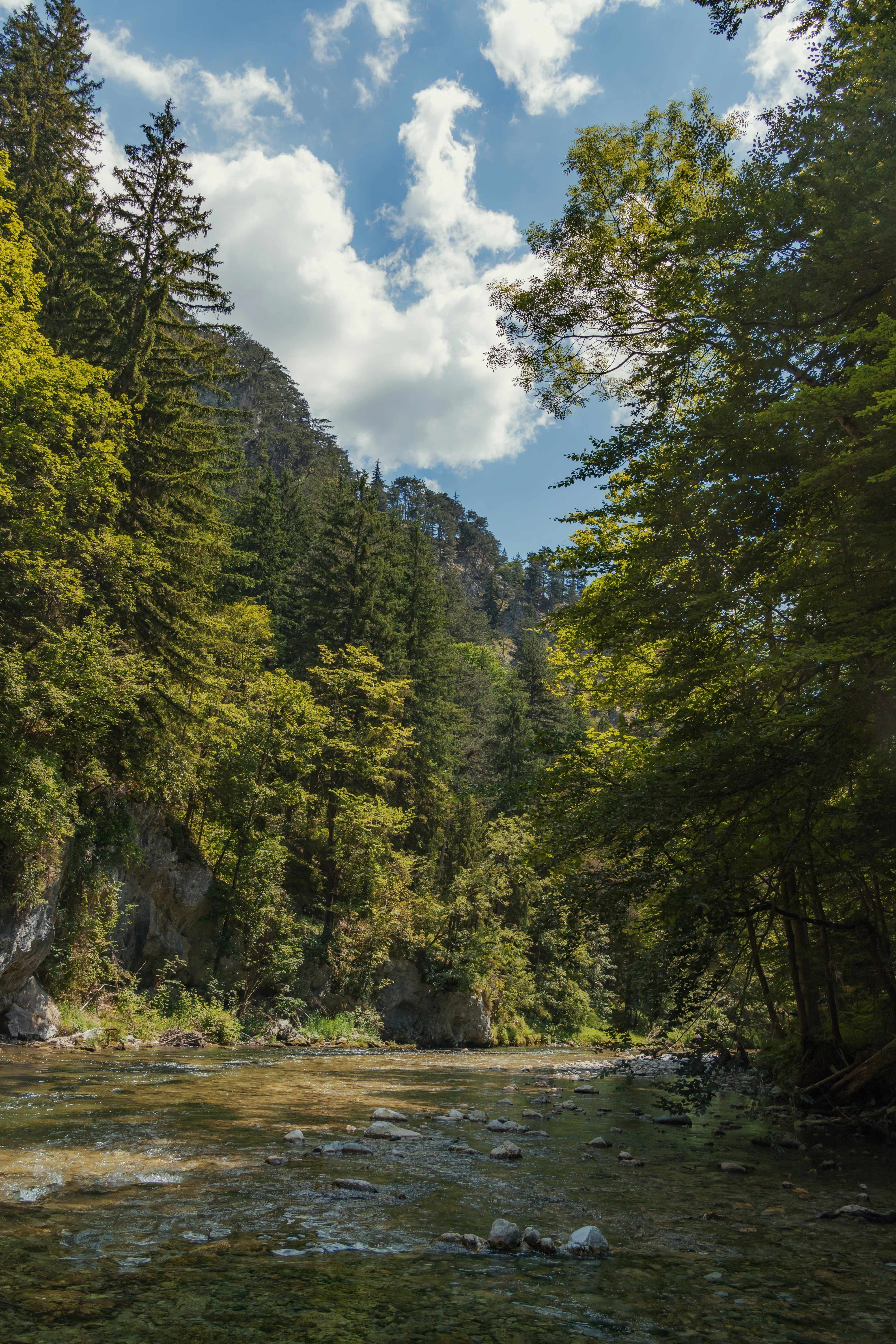 A river flows through a lush, green forest.