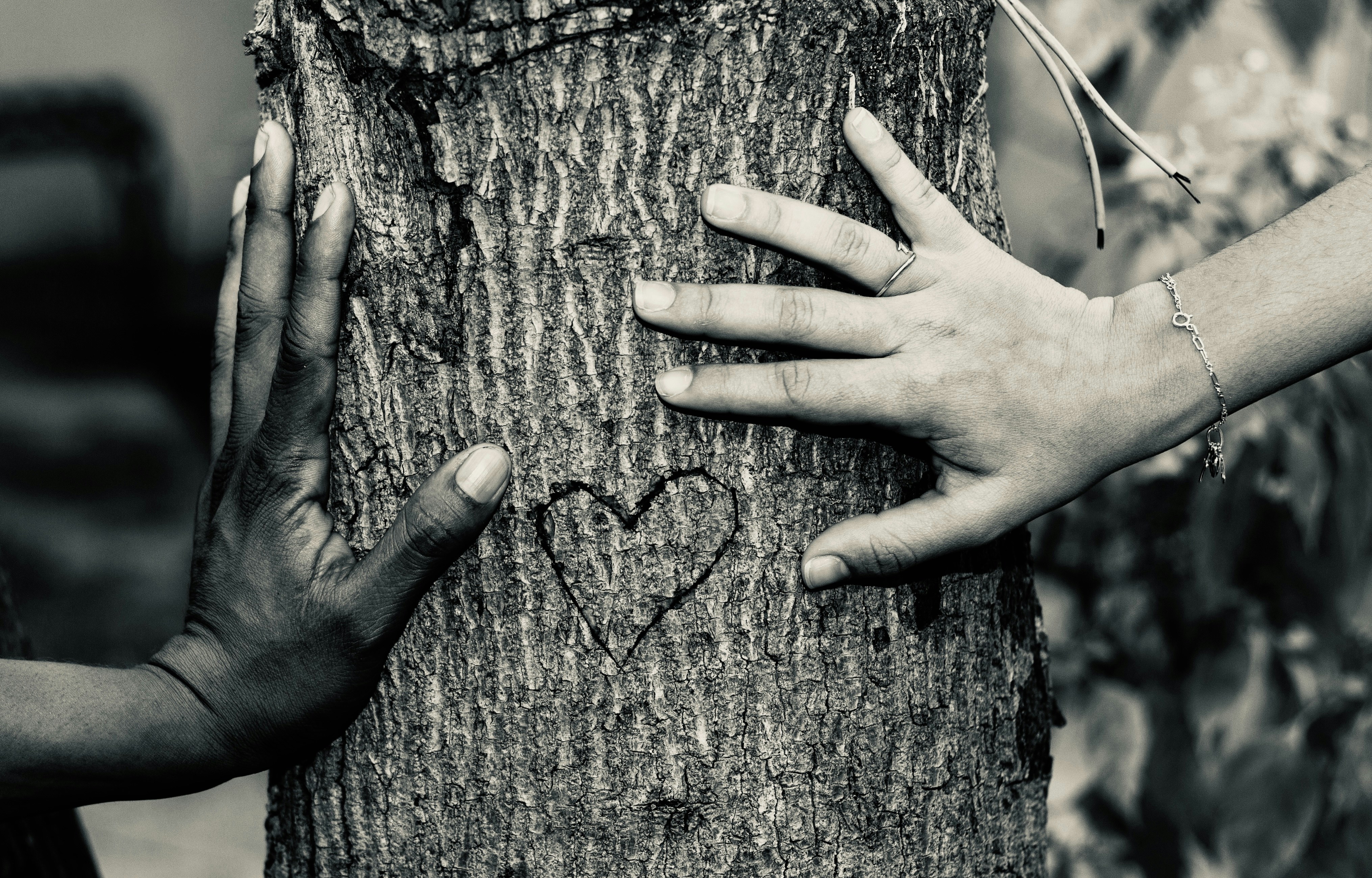 Two hands, one dark and one light, rest on a tree trunk marked with a carved heart, symbolizing unity and affection.