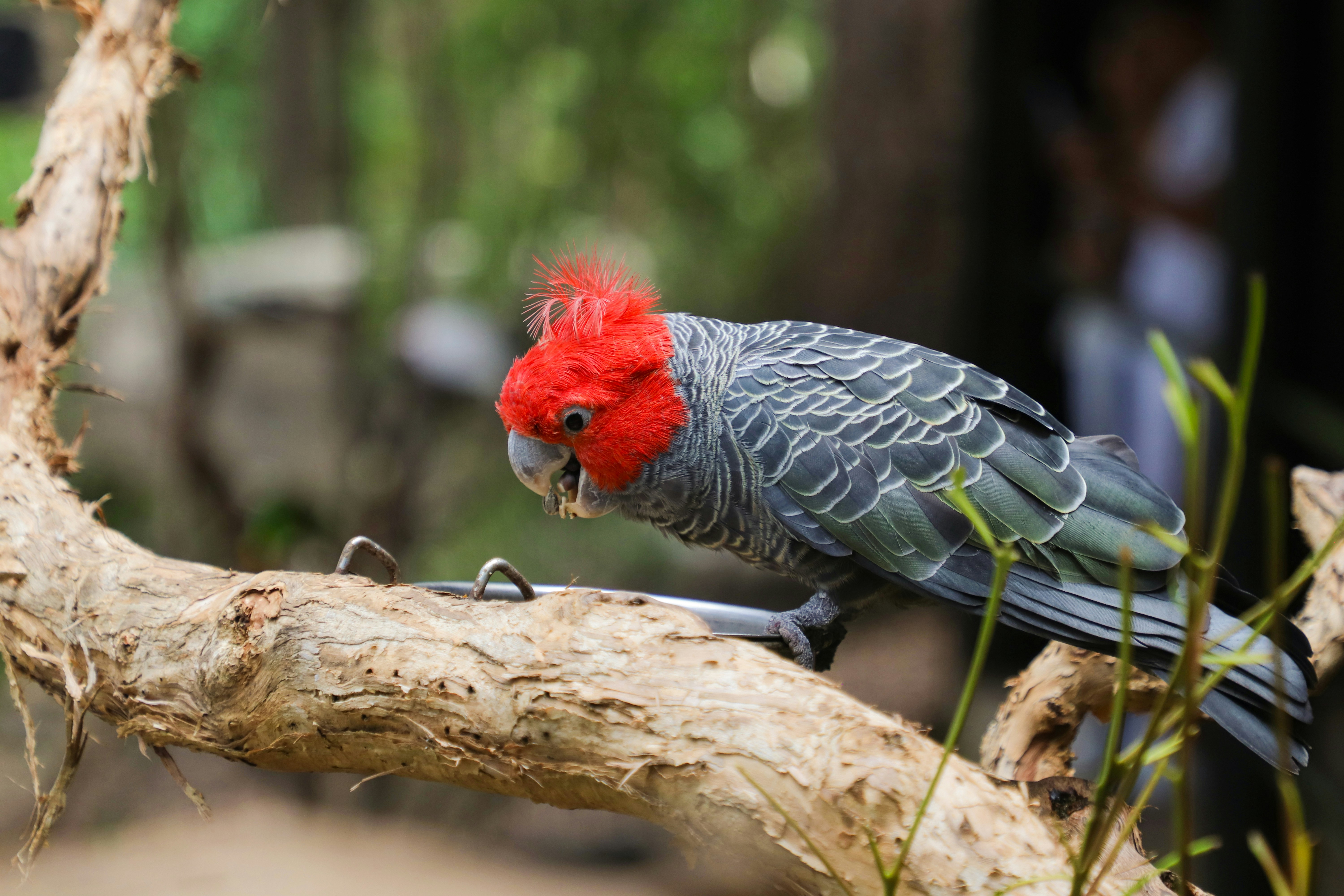 Crimson Crest on a Weathered Branch