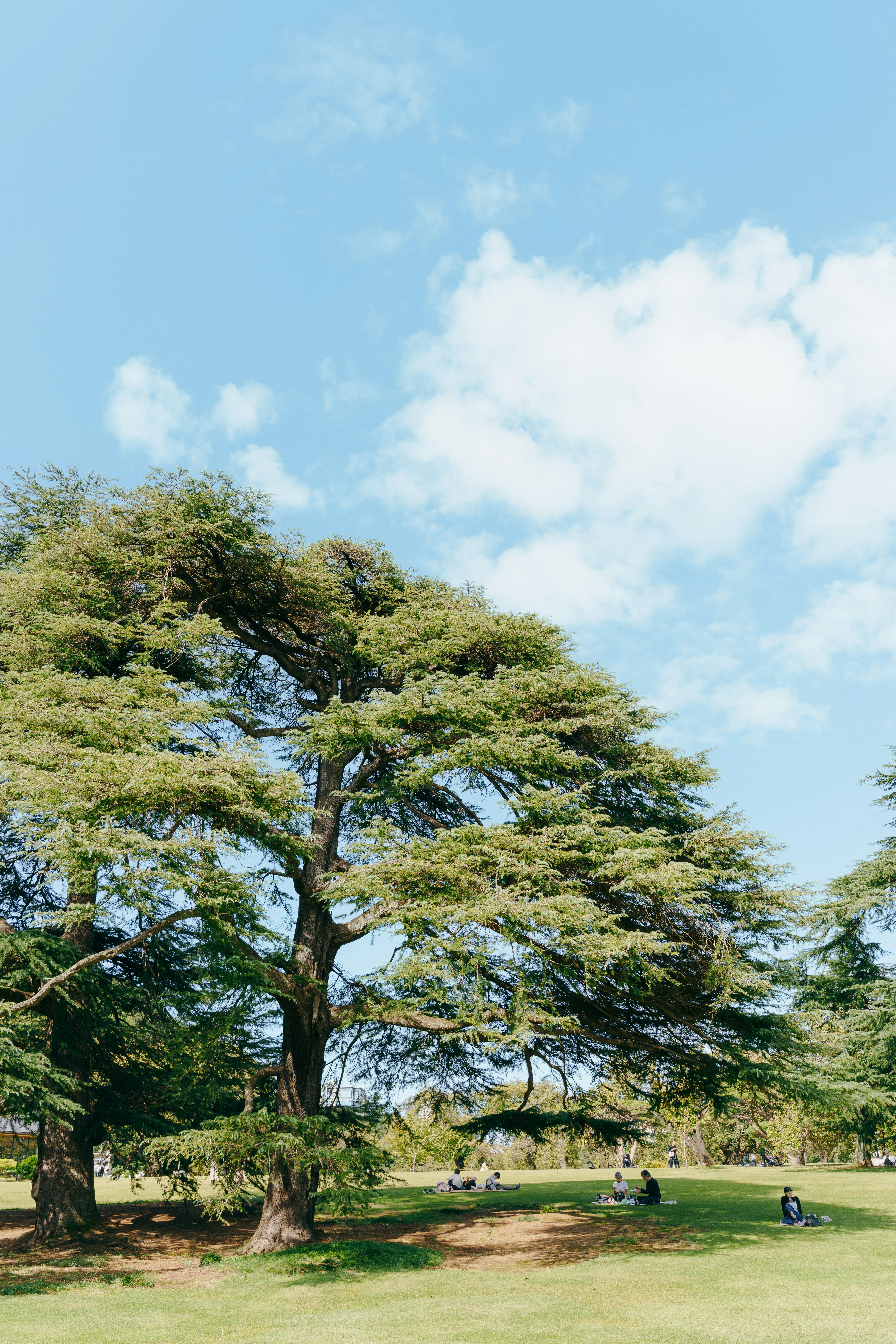 Large trees stand beneath a bright blue sky.