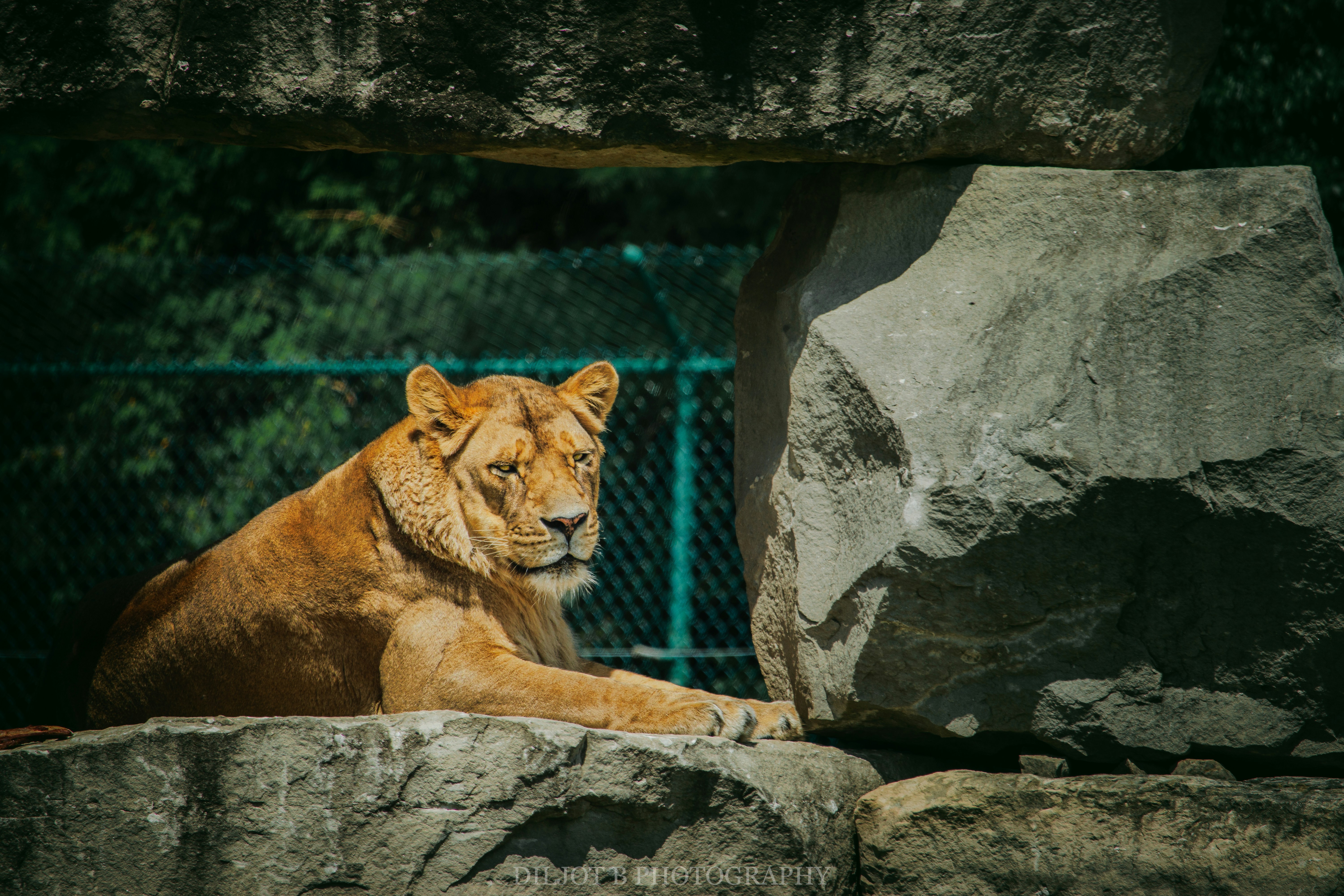 Big Cat resting | A lioness rests on a stone structure.