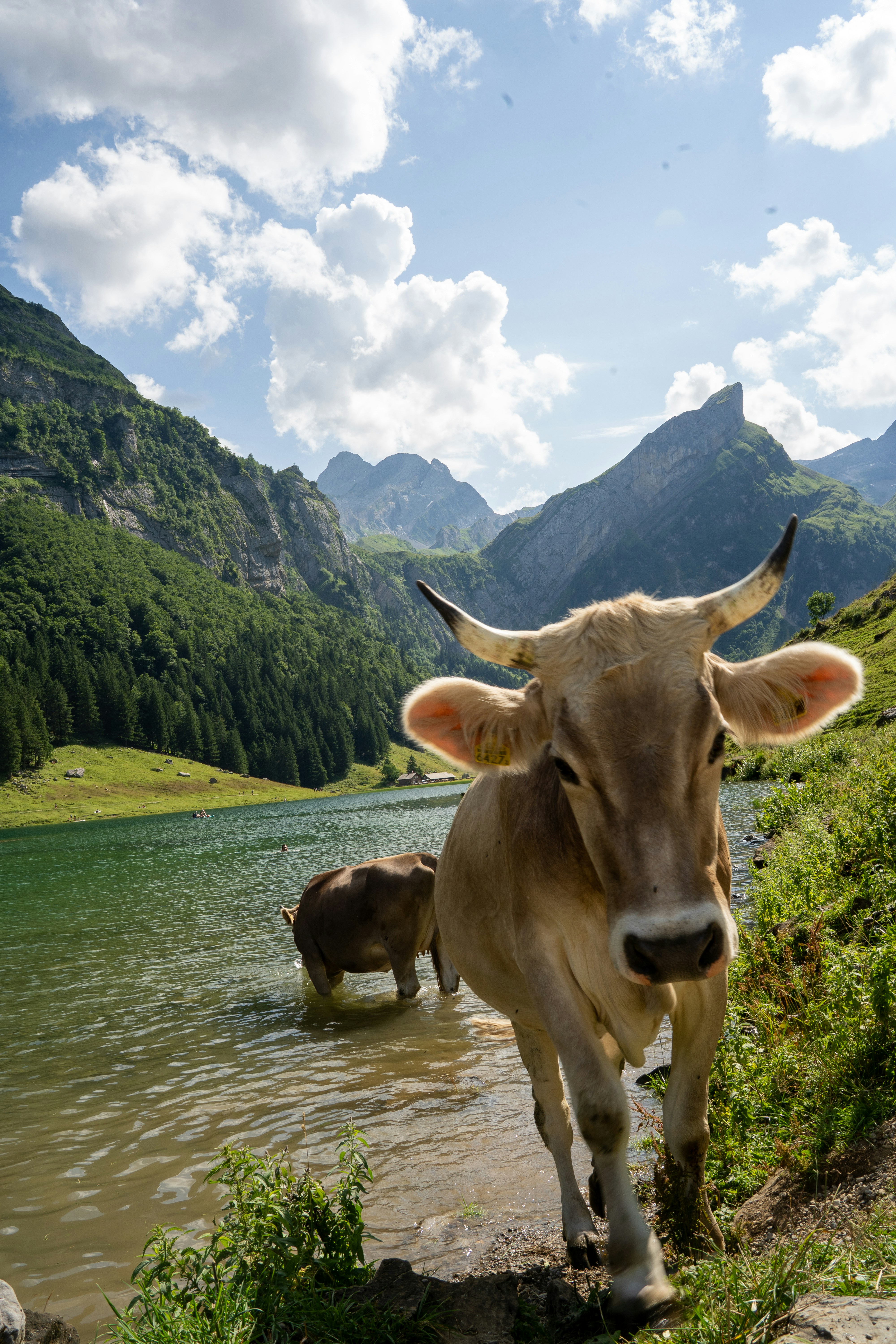 A curious brown Swiss cow steps toward the camera from the shores of Seealpsee, with another still enjoying the cool alpine water behind. Surrounded by lush forests and towering peaks in Appenzell, this image captures a candid moment of mountain farm life. | Cows graze near a lake, surrounded by mountains.