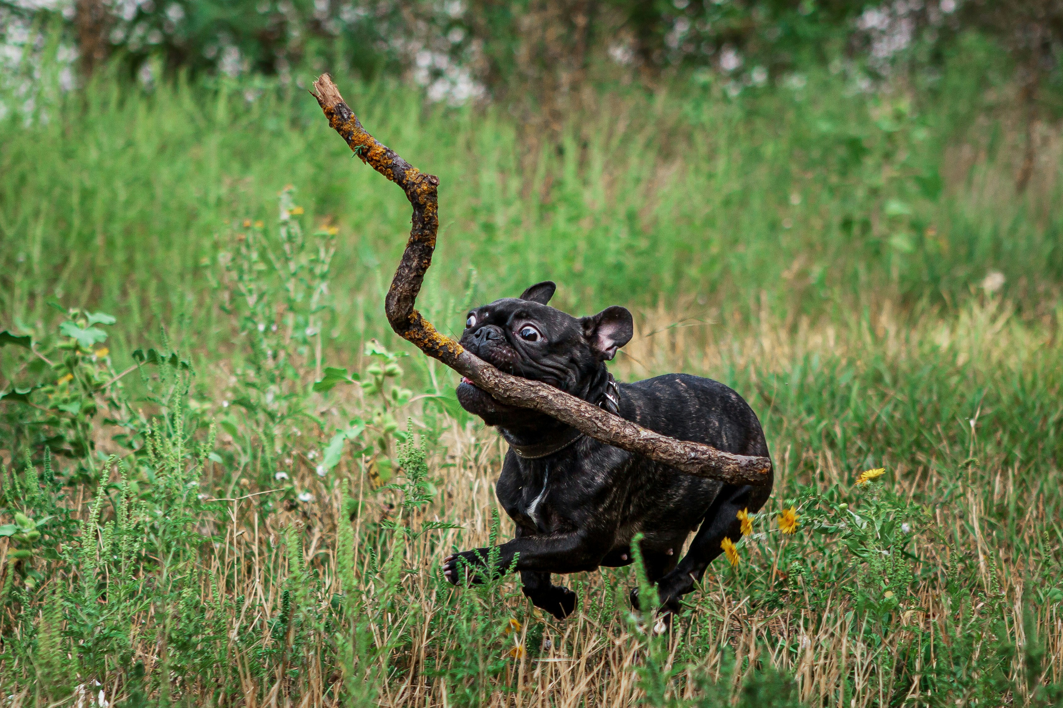 Joyful Pursuit: A French Bulldog's Playtime Adventure