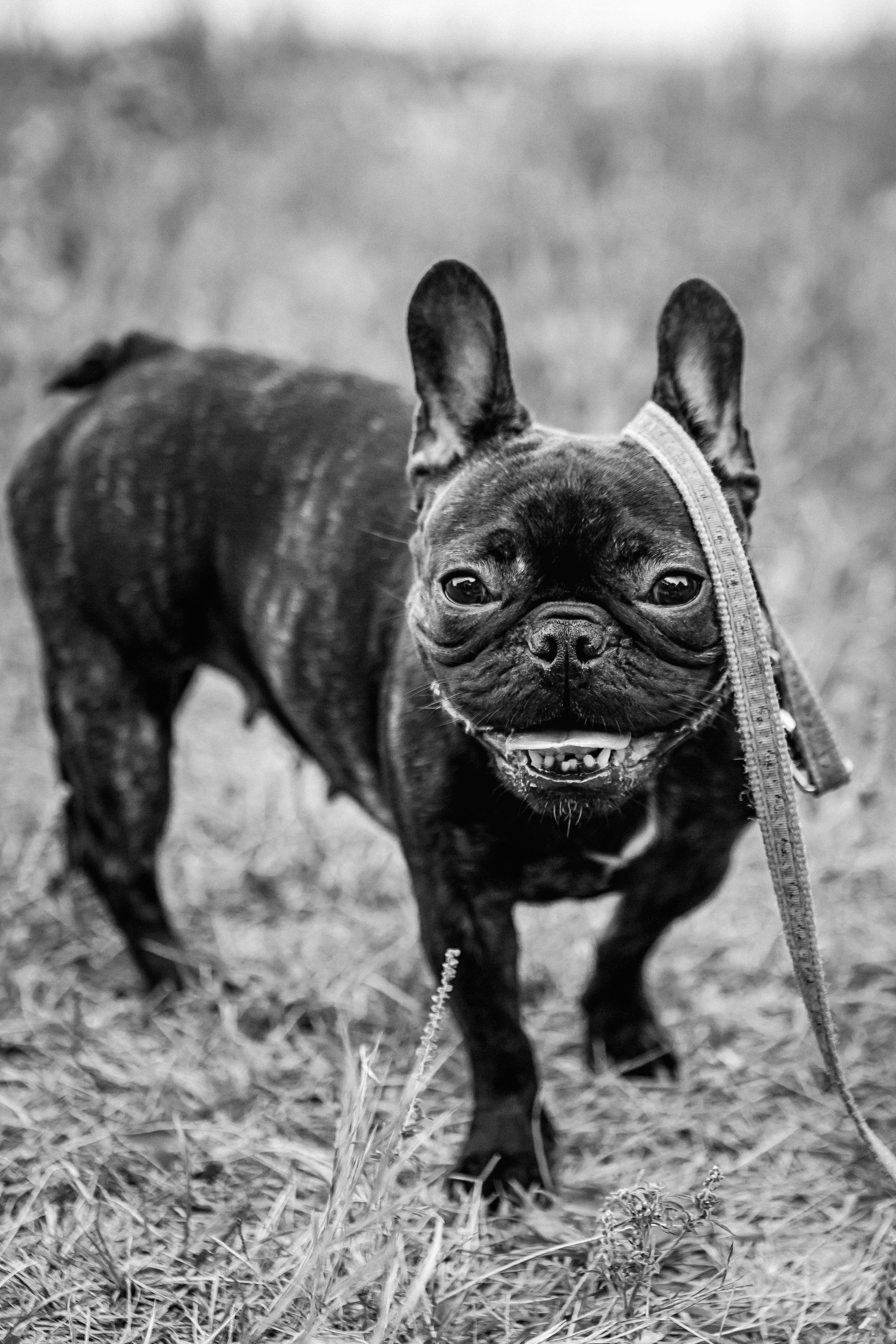 Joyful Whiskers: A French Bulldog's Playful Spirit