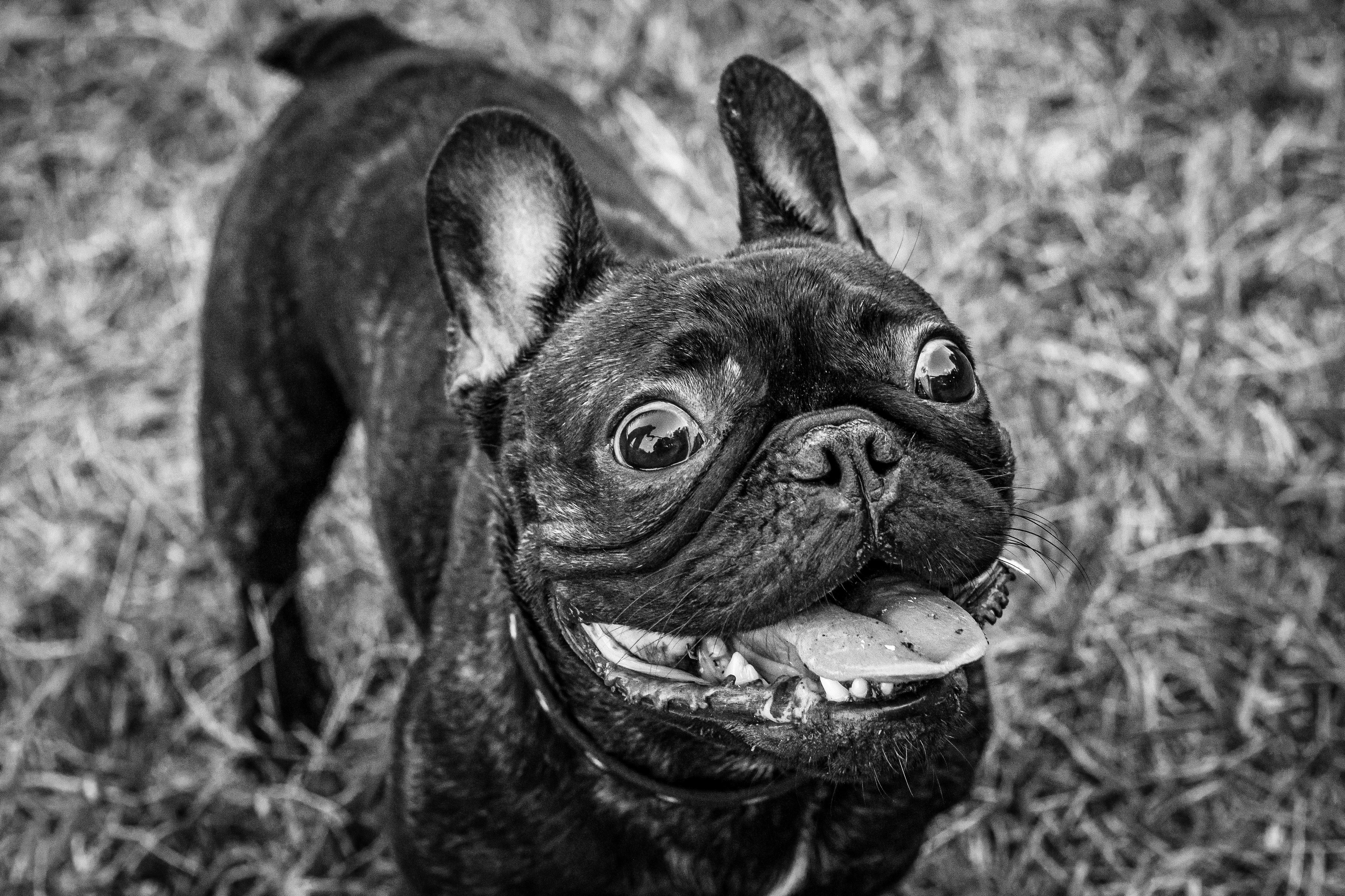 Joyful Canine in Monochrome