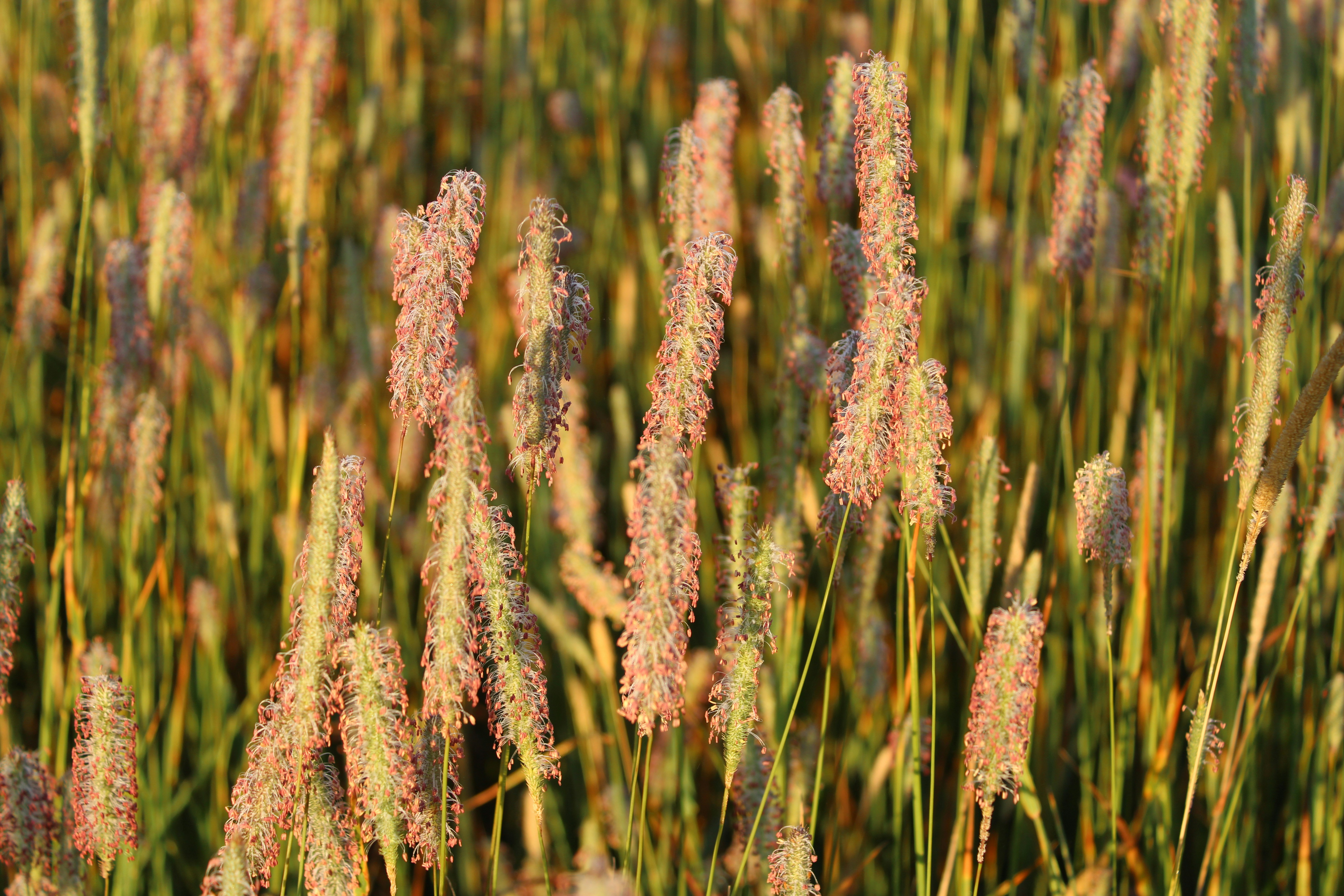 Whispers of the Meadow: A Floral Symphony