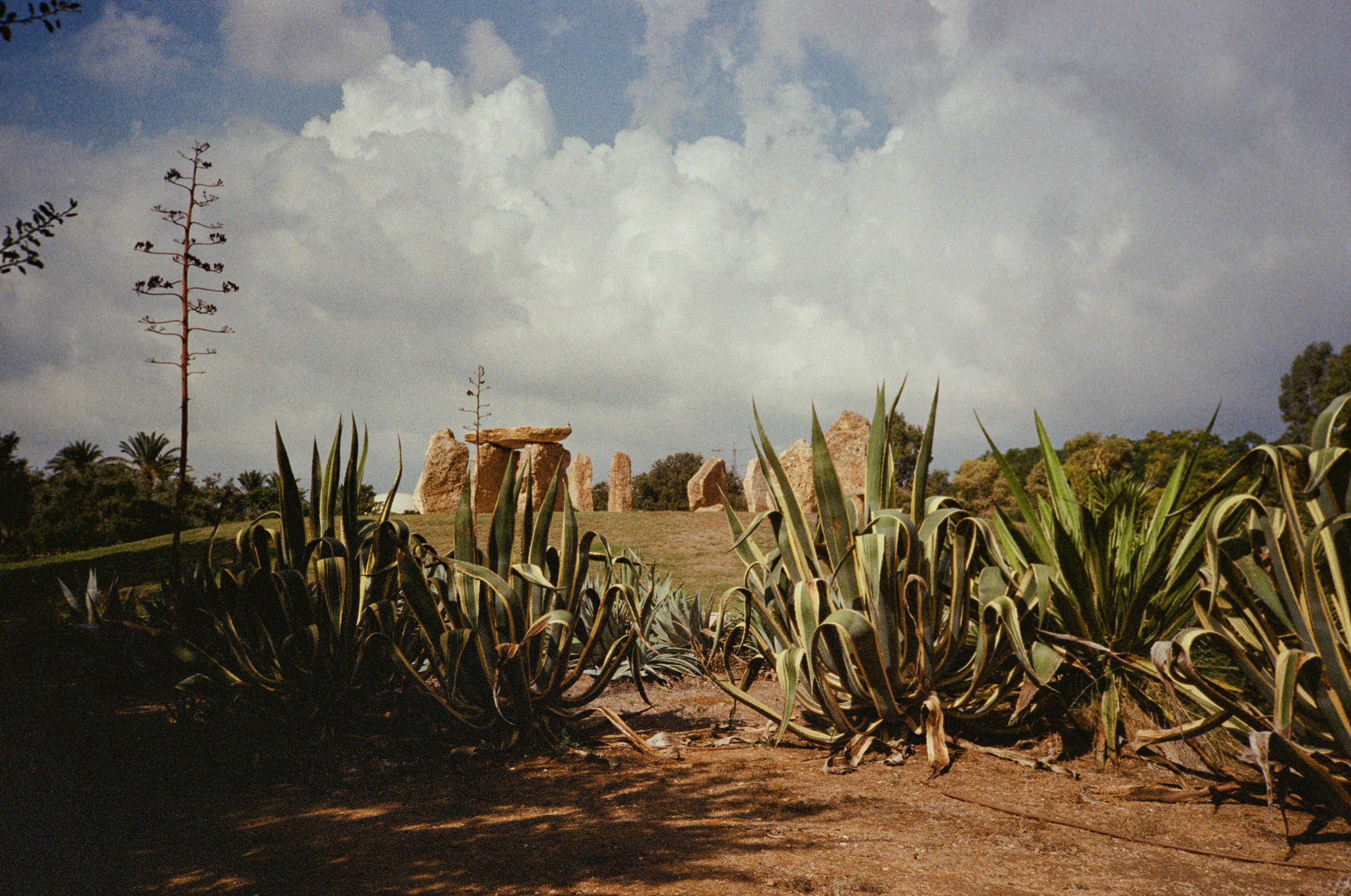 Desert plants surround stone structures under a cloudy sky.