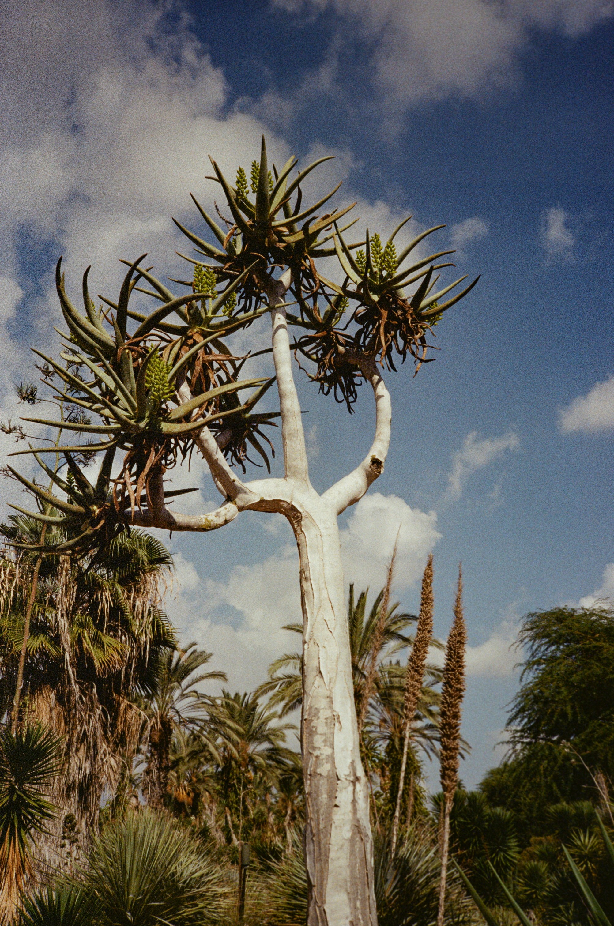 Tall aloe plant reaches for the sky.