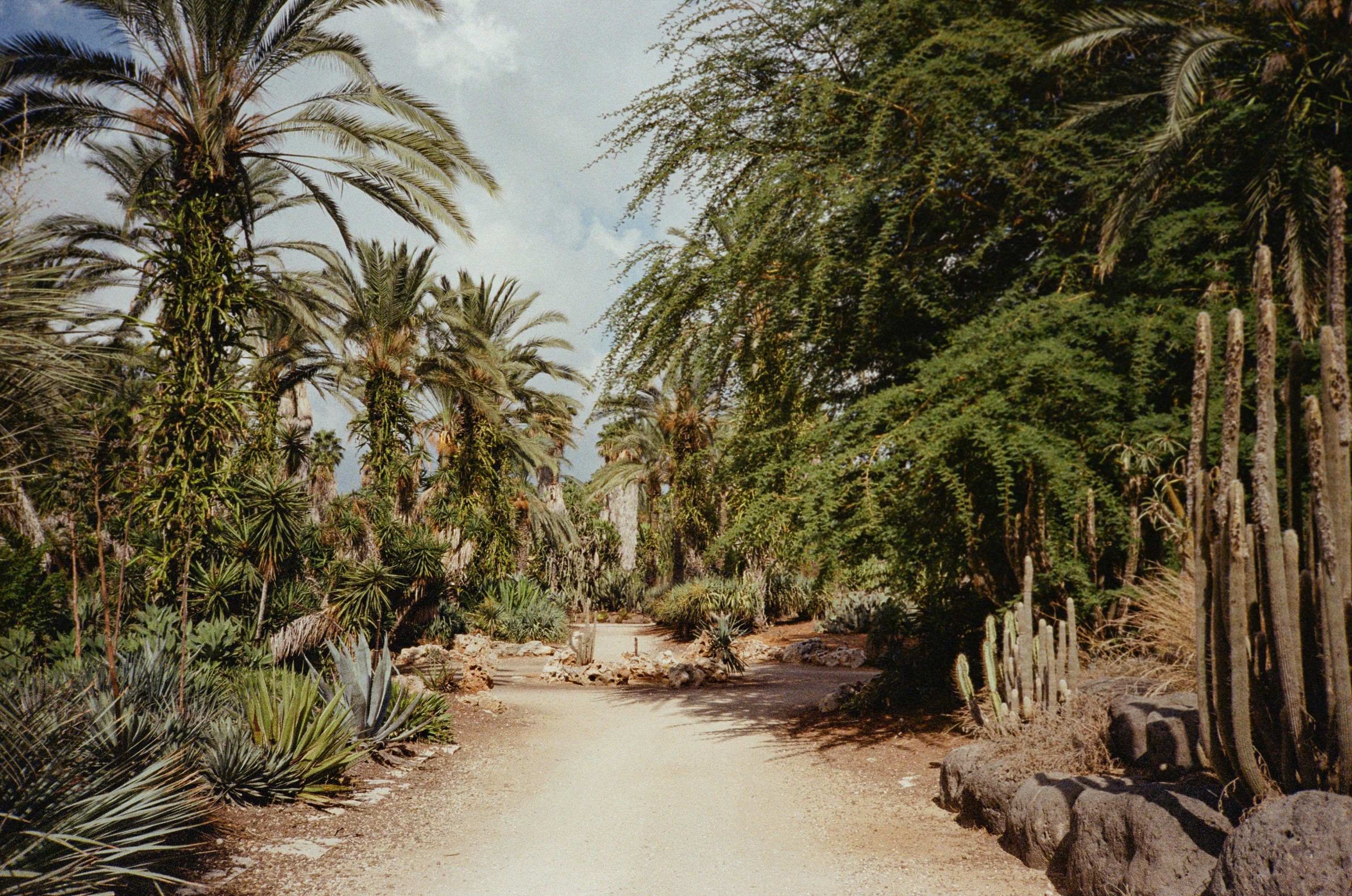 A pathway winds through a tropical oasis.