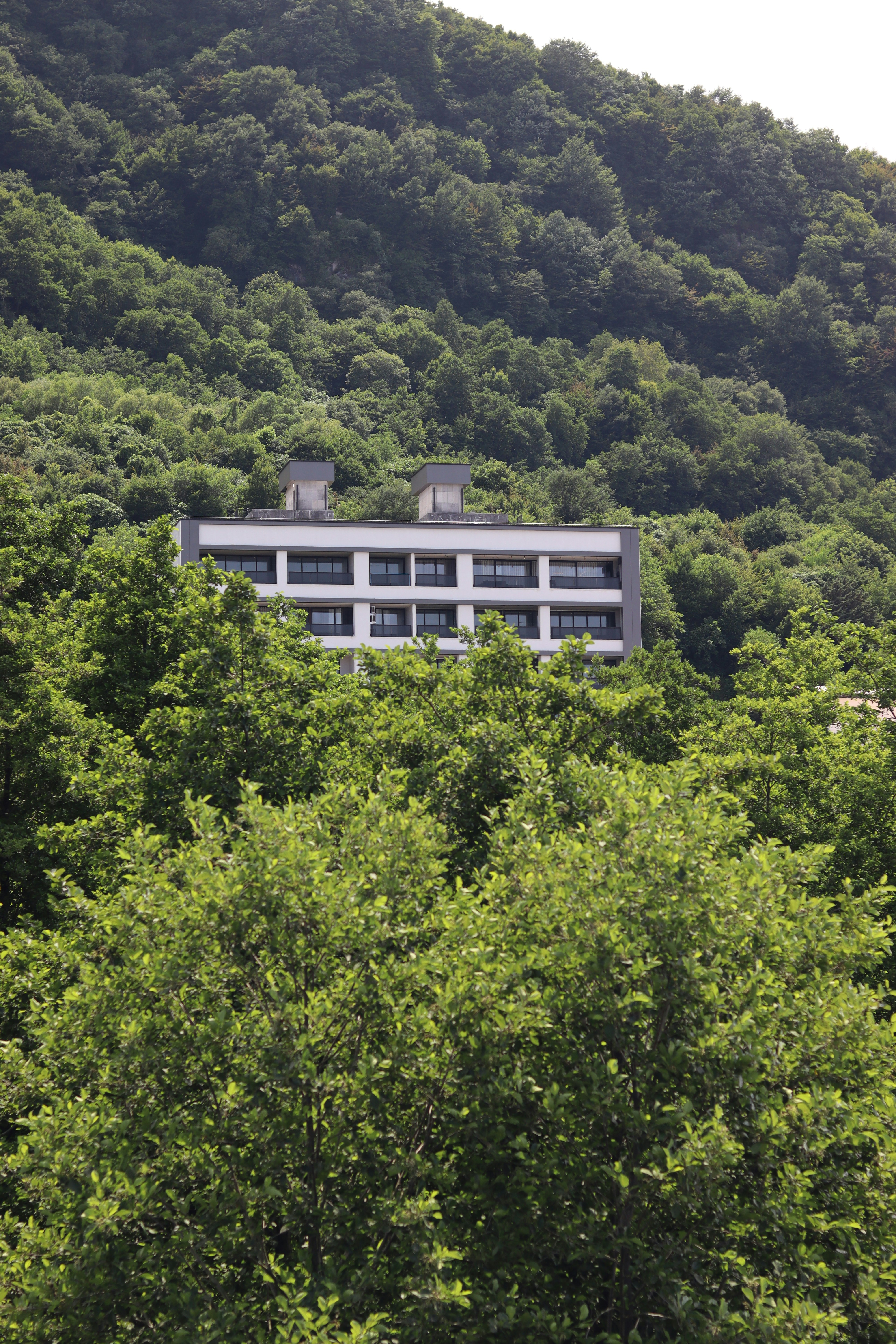Building is nestled within a lush, green forest.