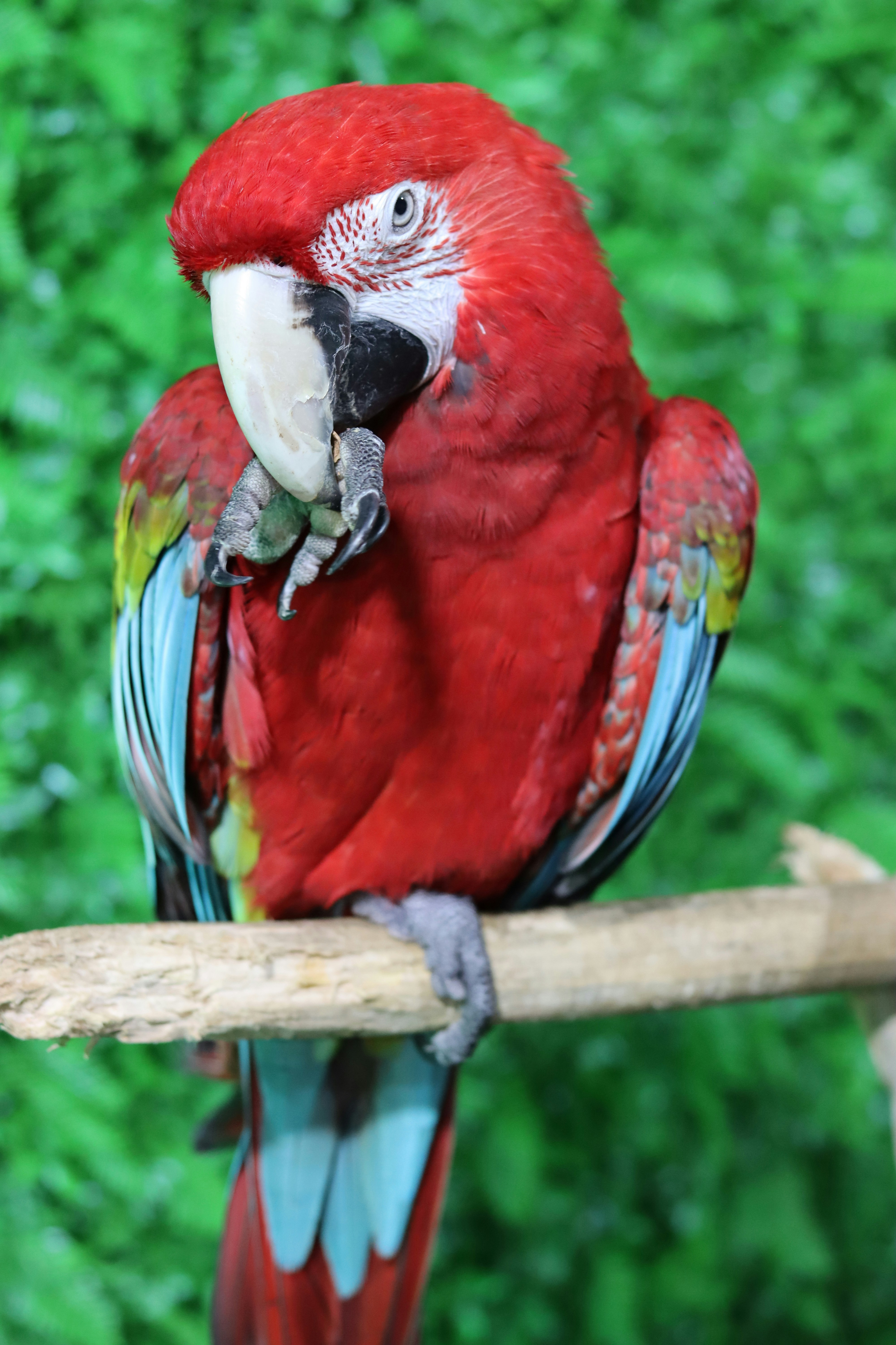 Crimson Macaw on a Verdant Stage: a Quiet Preen